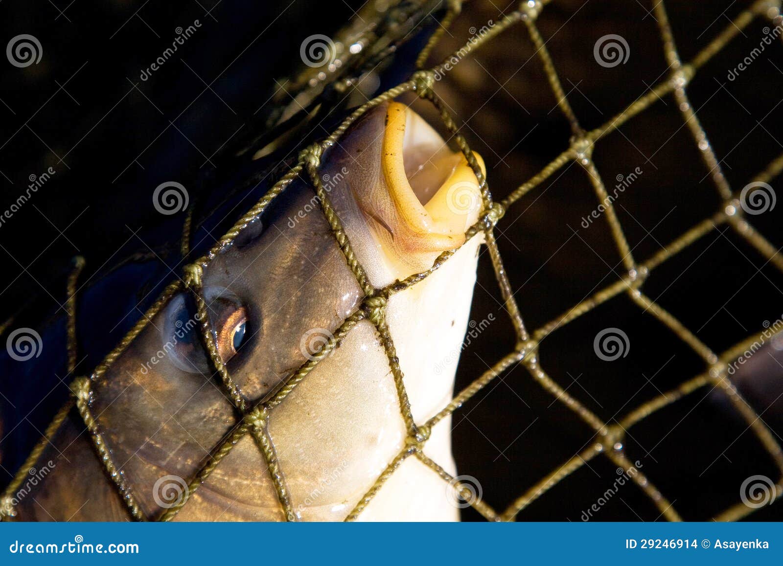 Fish in fishing nets stock photo. Image of twine, commercial - 29246914