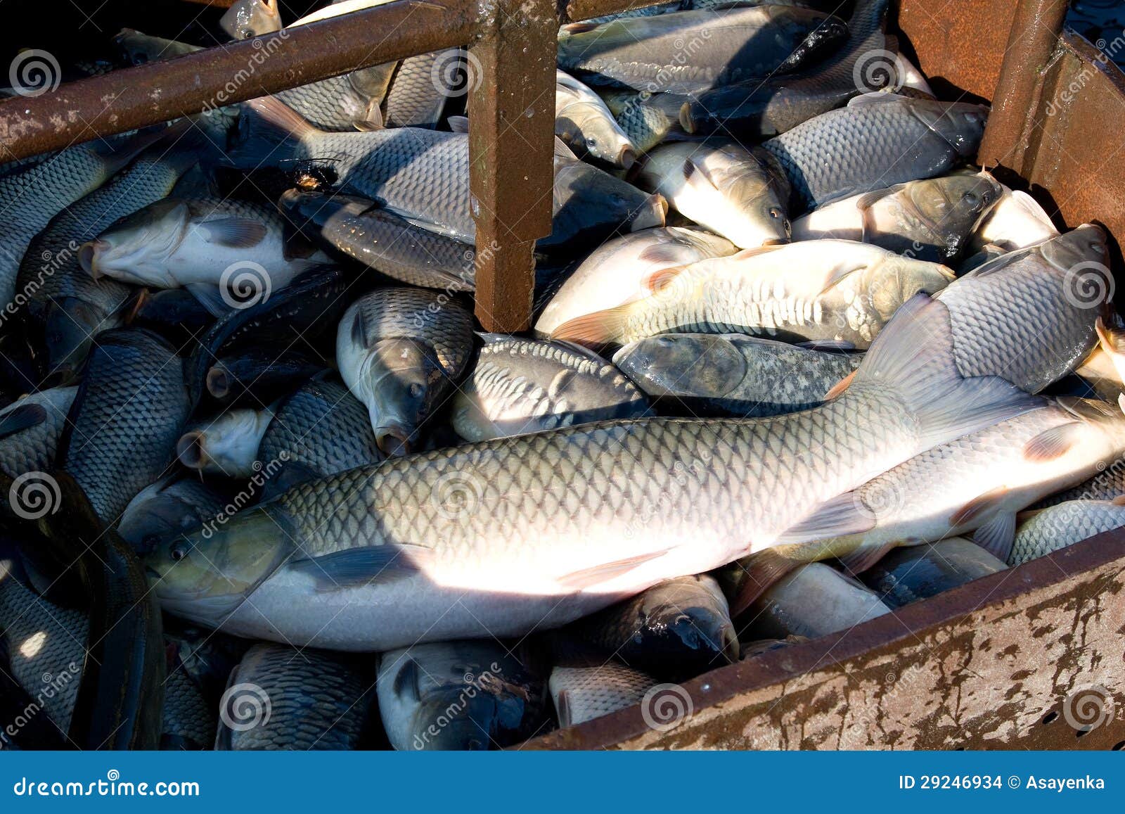 Fish in fishing nets stock photo. Image of group, mesh - 29246934
