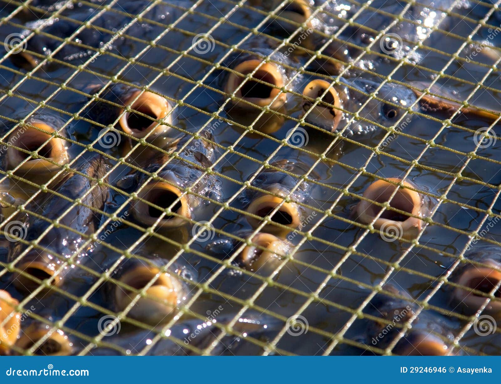 Fish in fishing nets stock photo. Image of motion, group - 29246946