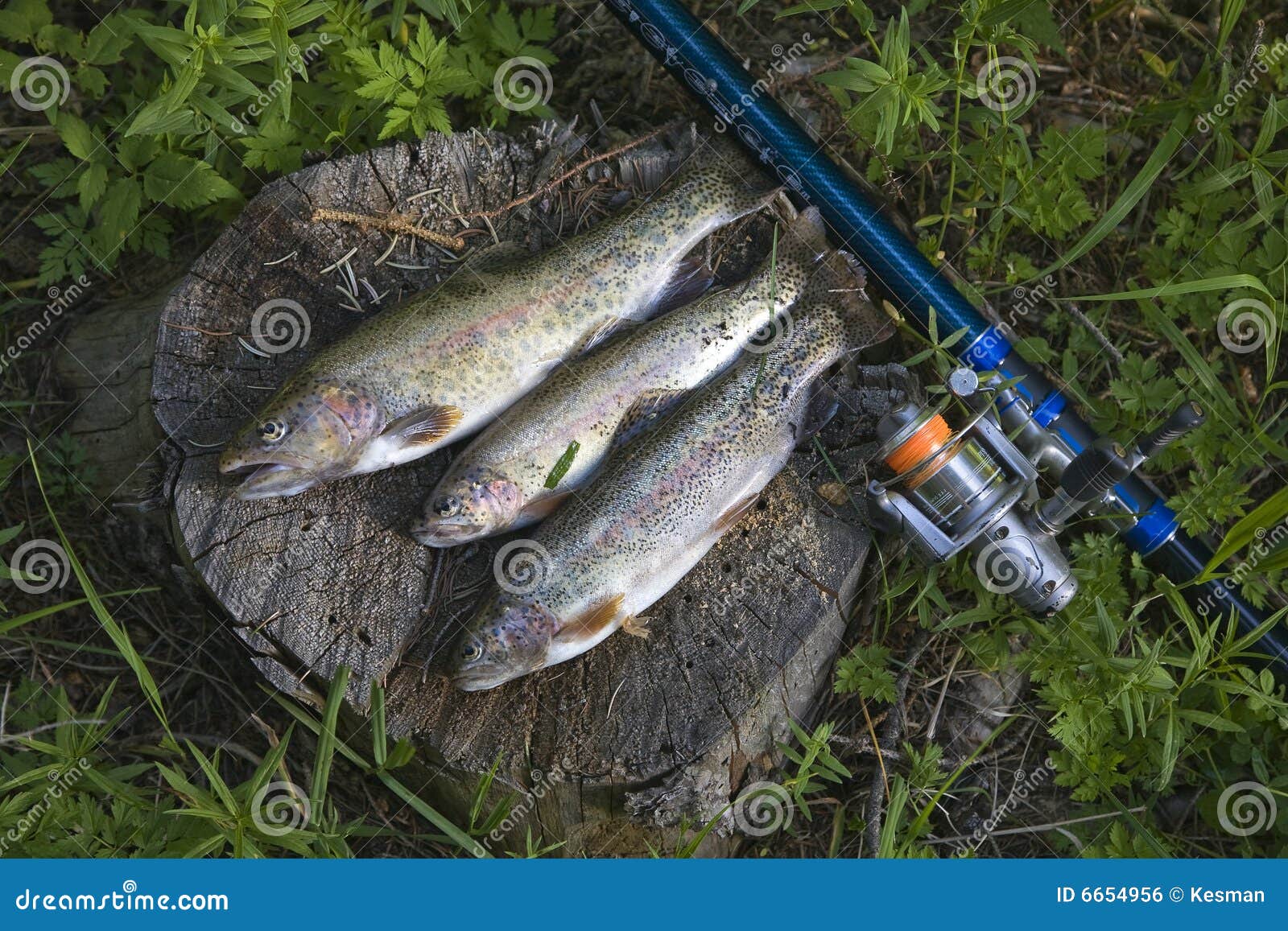Fish and fishing rod stock photo. Image of fresh, still - 6654956
