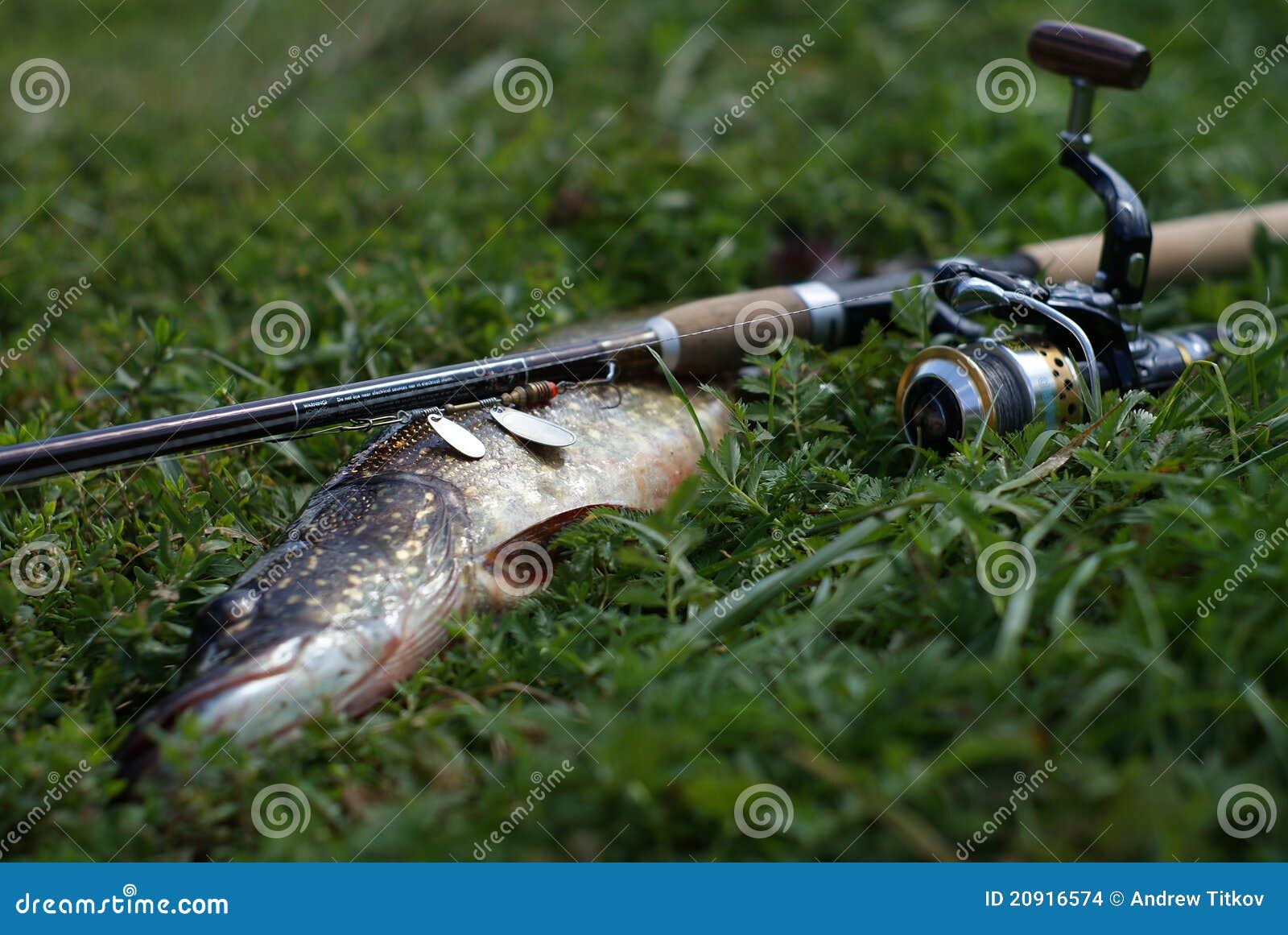 Fish and Fishing Rod on the Grass Stock Photo - Image of pike, fishing ...