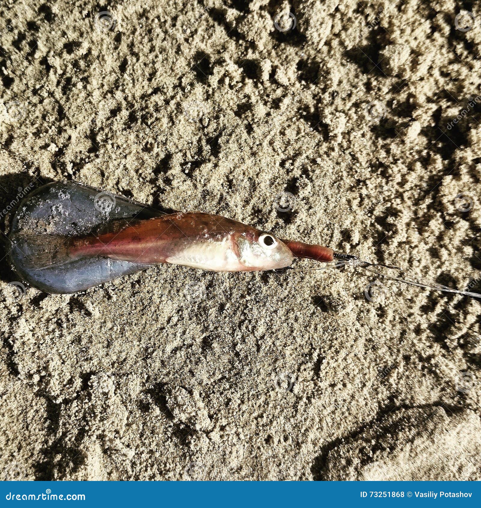 Fish stock photo. Image of little, fish, fishing, worm - 73251868