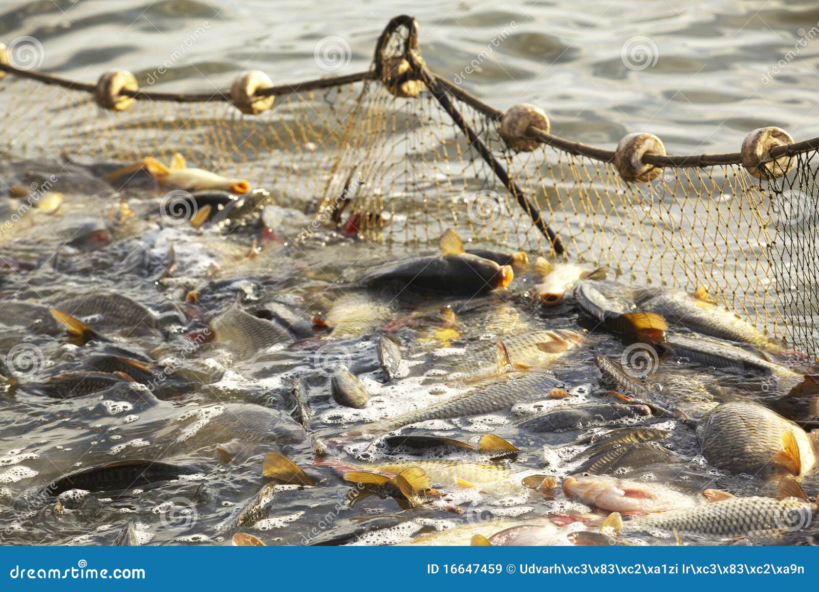 Fish in the fishnet stock image. Image of meat, meal - 16647459