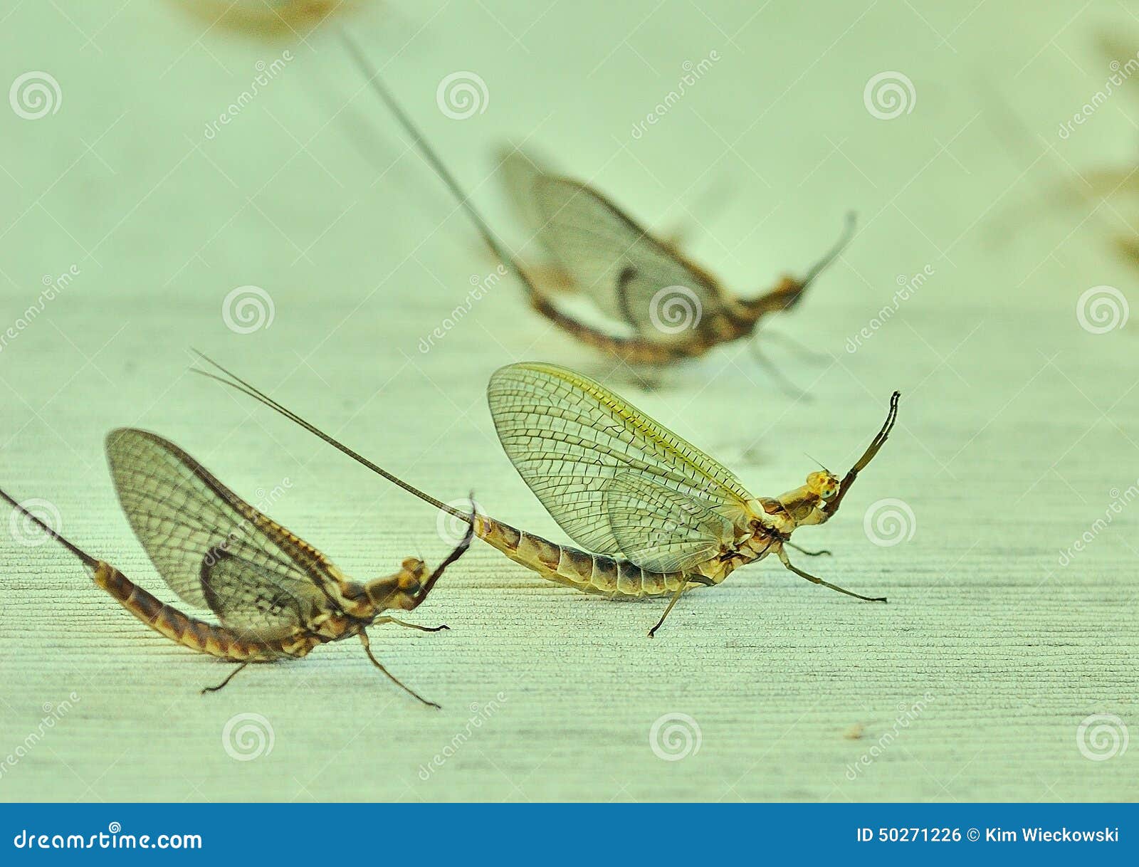 Fish Flies on a Wooden Table Stock Photo - Image of reproduction, flies ...