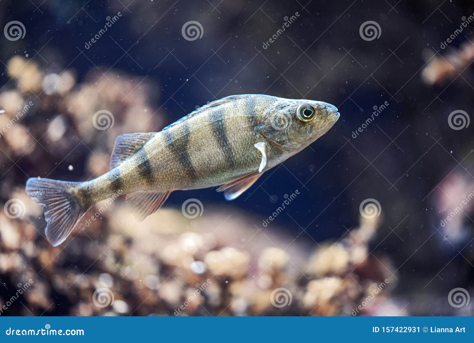 Fish Float in the Deep Dark Blue Water Stock Image - Image of animal ...