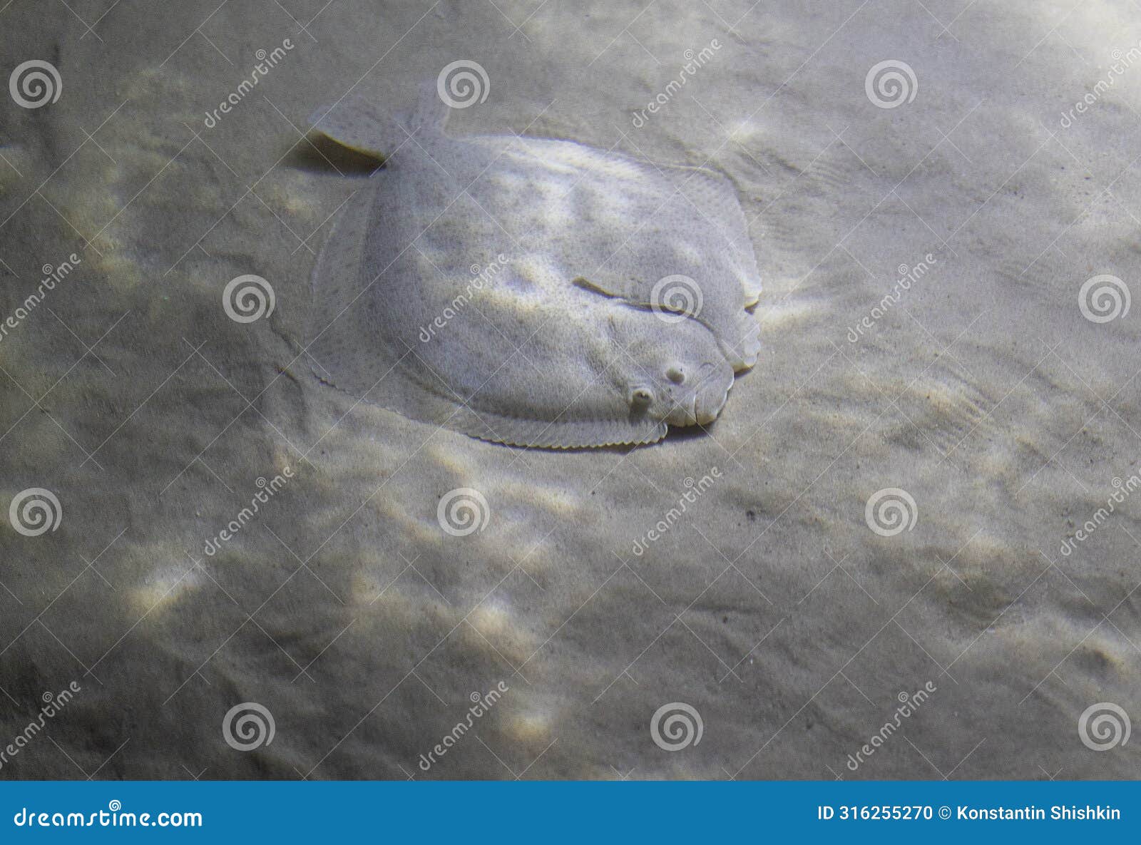 2 Sand Flounder Fish And Clams Stock Photography | CartoonDealer.com ...