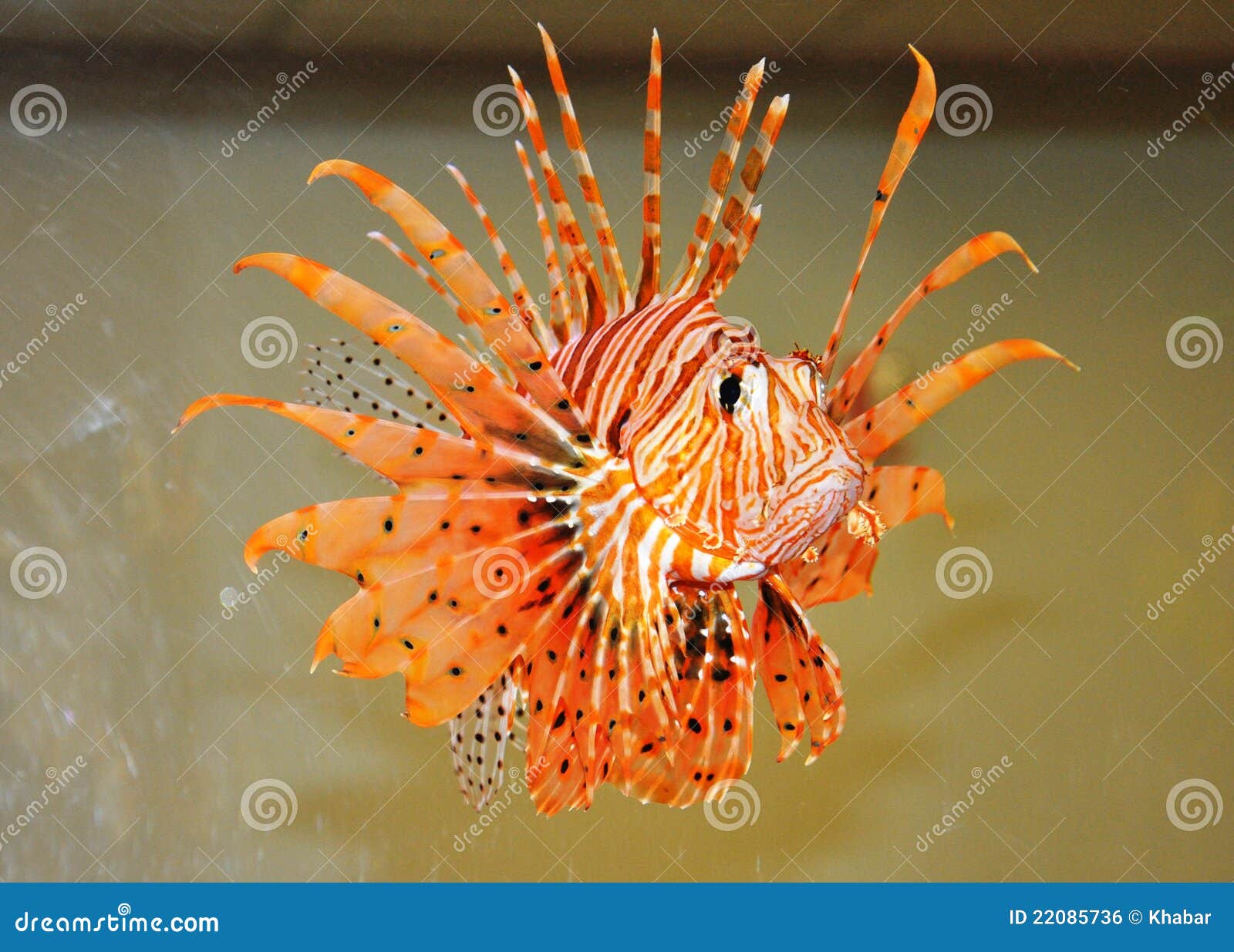 Fish-flower. stock photo. Image of beauty, natural, swimming - 22085736