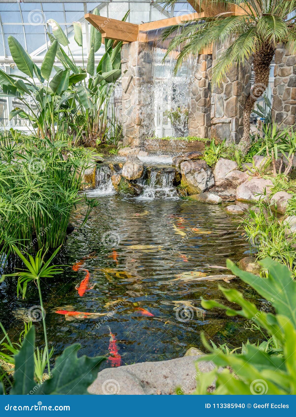 Fish and Flowers and water stock photo. Image of plants - 113385940