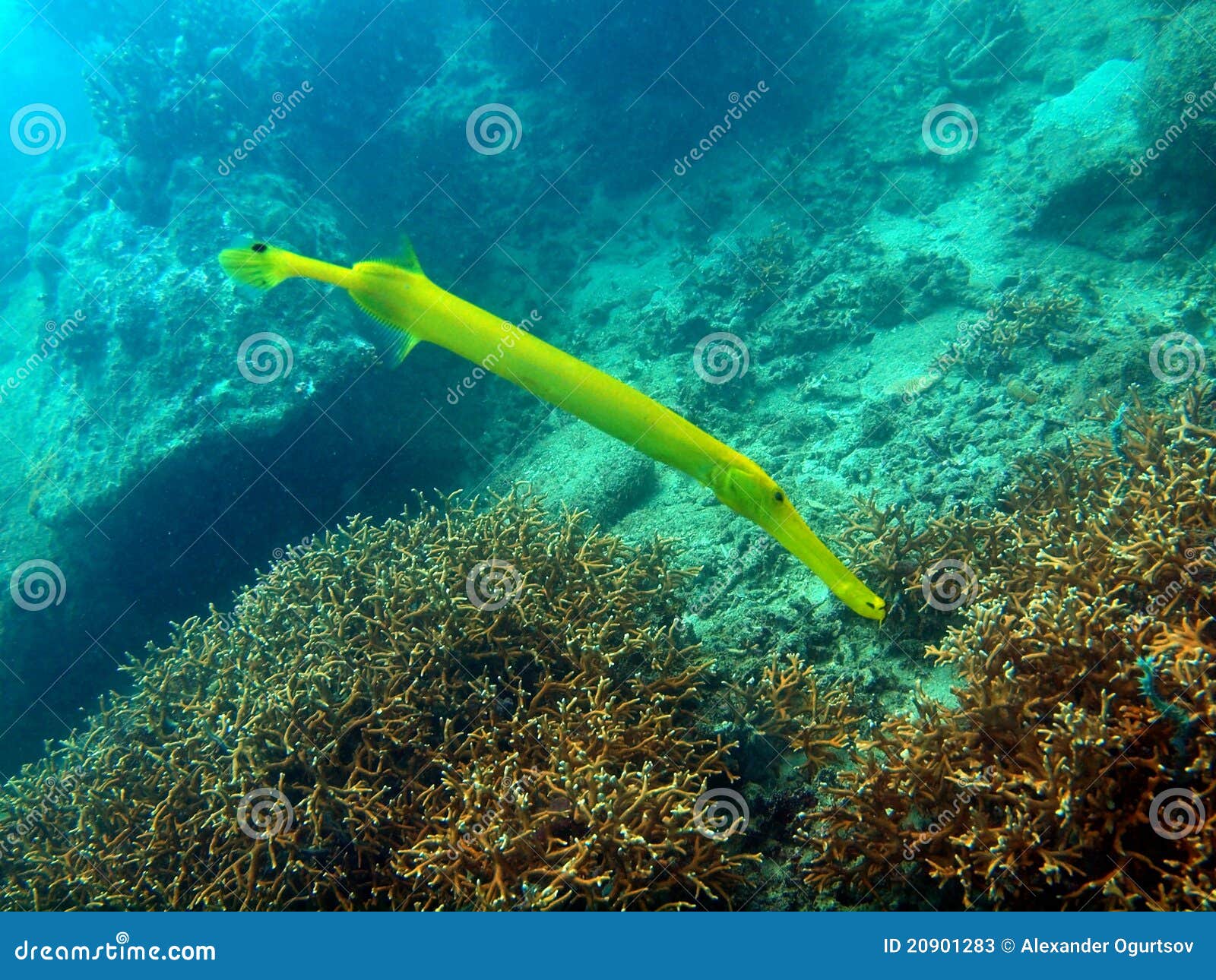 Fish-flute stock image. Image of coral, animals, tropic - 20901283