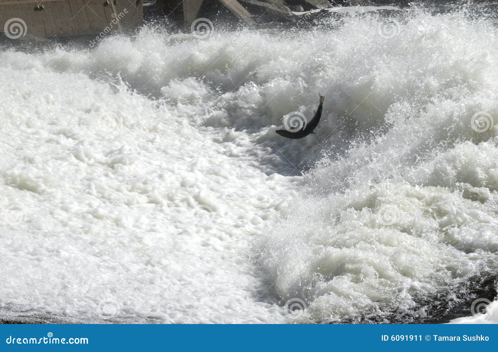 Fish flying stock image. Image of nature, salmon, line - 6091911
