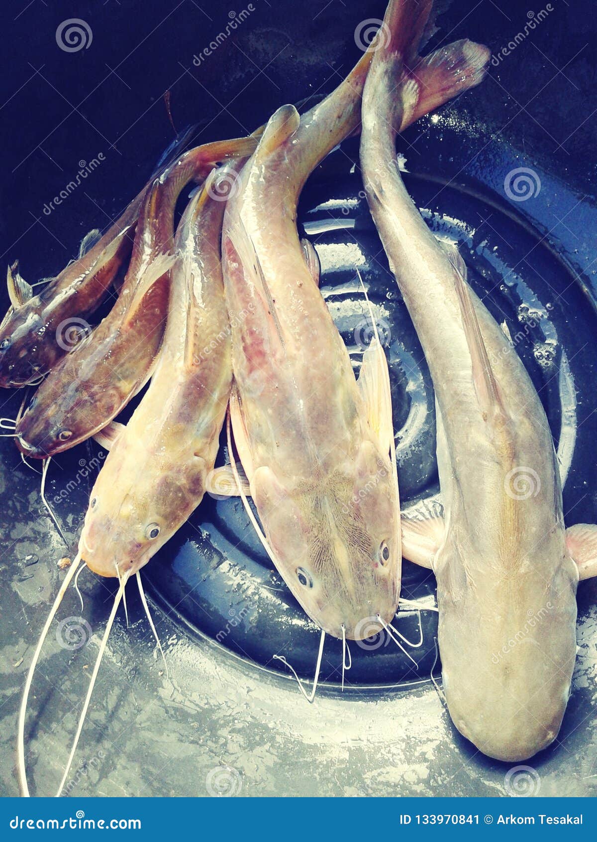 Five fish food stock image. Image of food, five, natural - 133970841