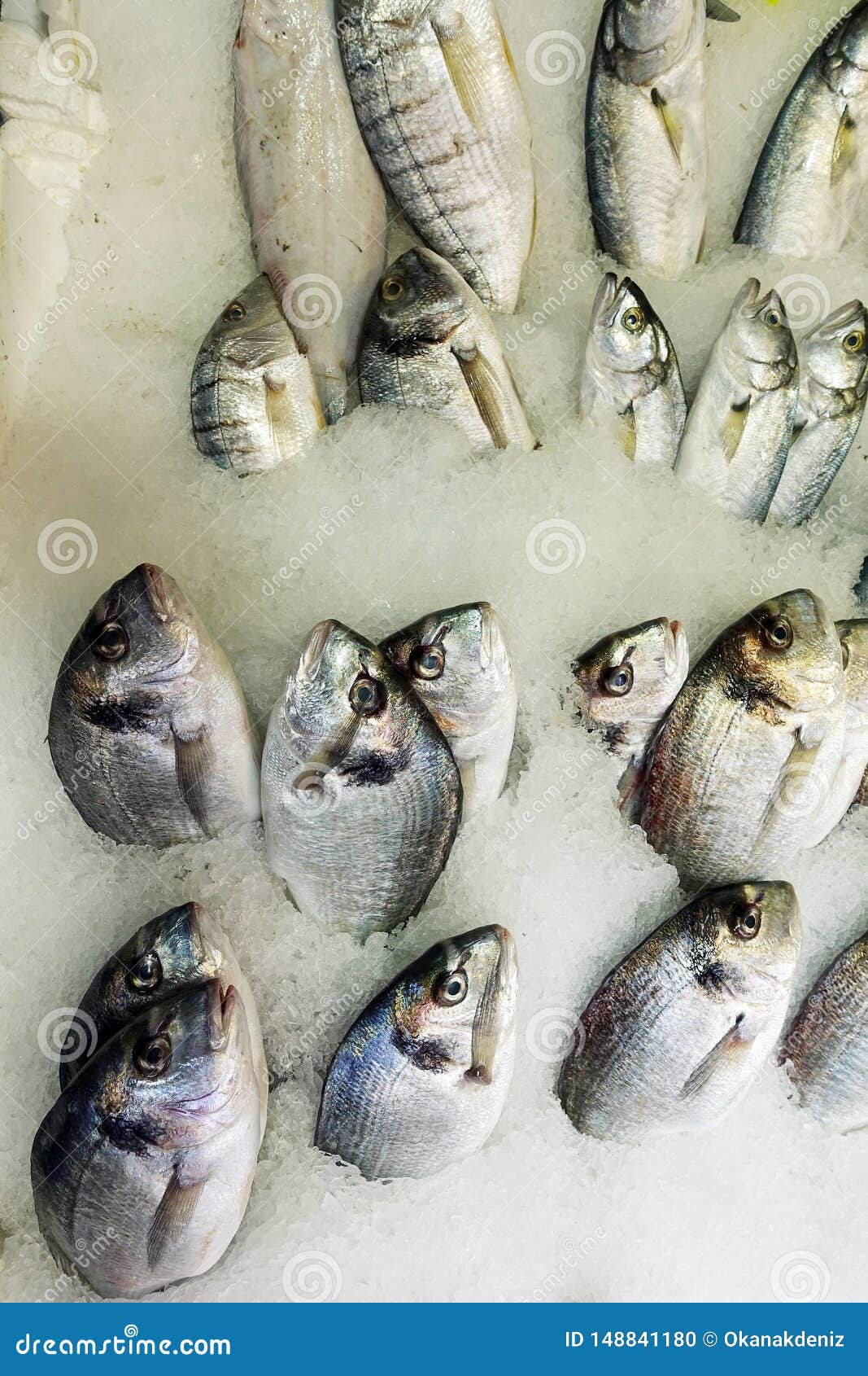 Fish Food in a Fish Market Stand Stock Photo - Image of fishing, nature ...