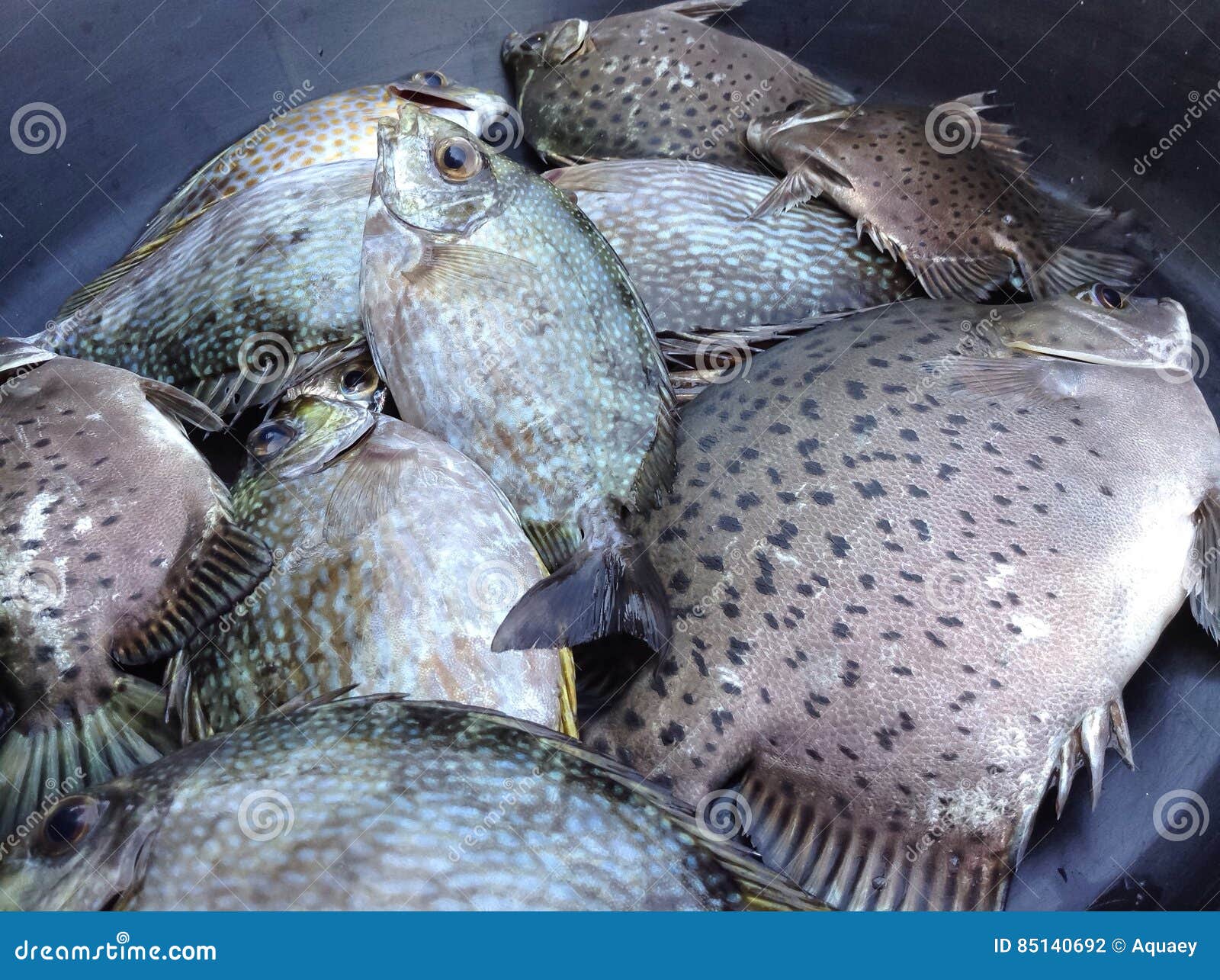 Rabbitfish Prepared Stock Photos - Free & Royalty-Free Stock Photos ...