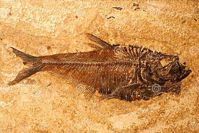 Fish fossil stock image. Image of bone, fish, closeup - 1275601