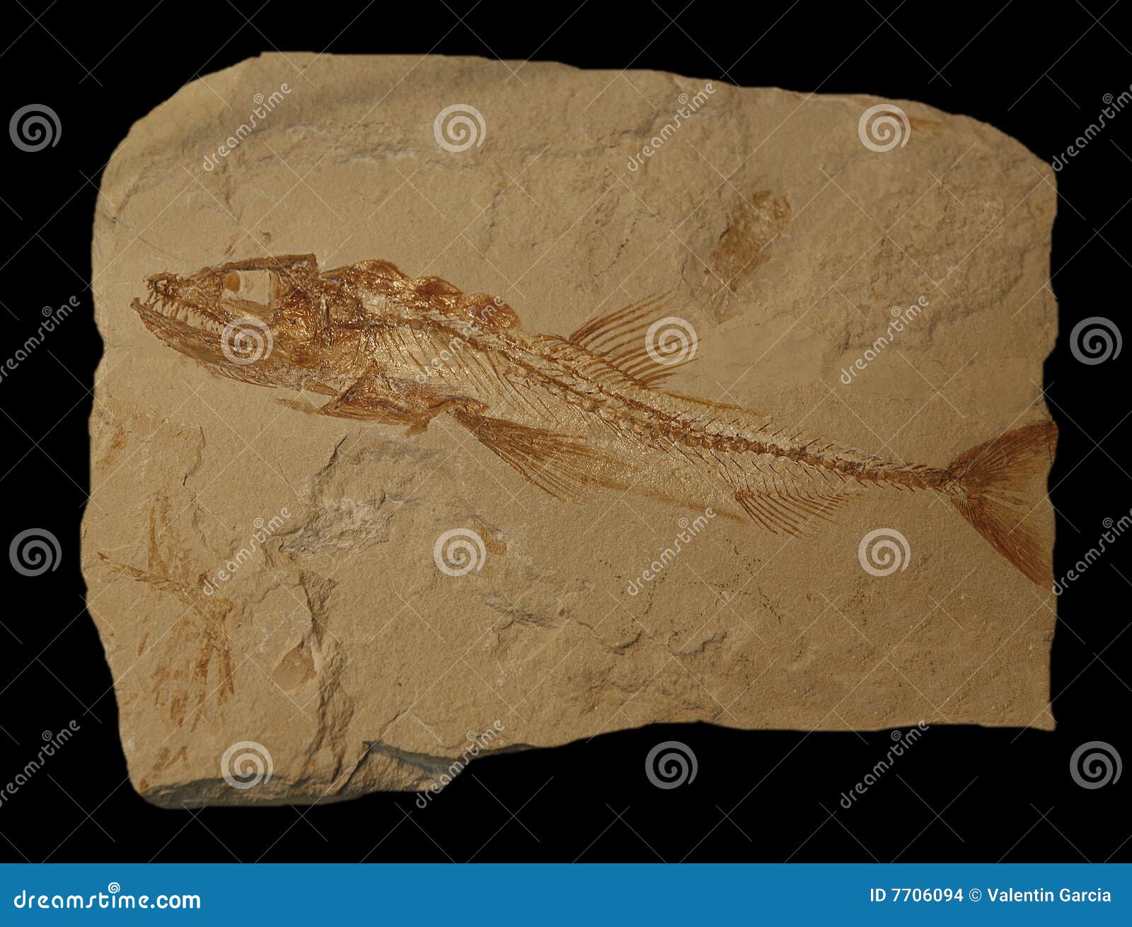FISH FOSSIL stock photo. Image of fishes, fins, fossils - 7706094