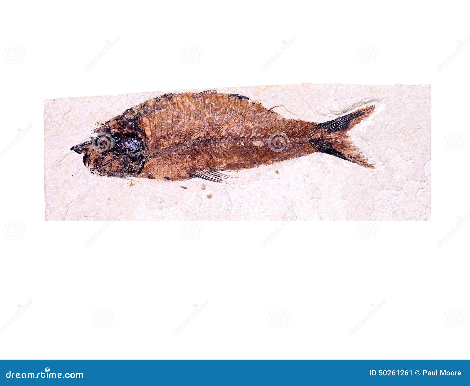 Fish Fossil stock image. Image of geology, jurassic, epoch - 50261261