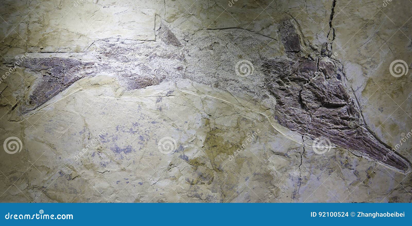 Fish fossil stock photo. Image of rock, liui, fossils - 92100524