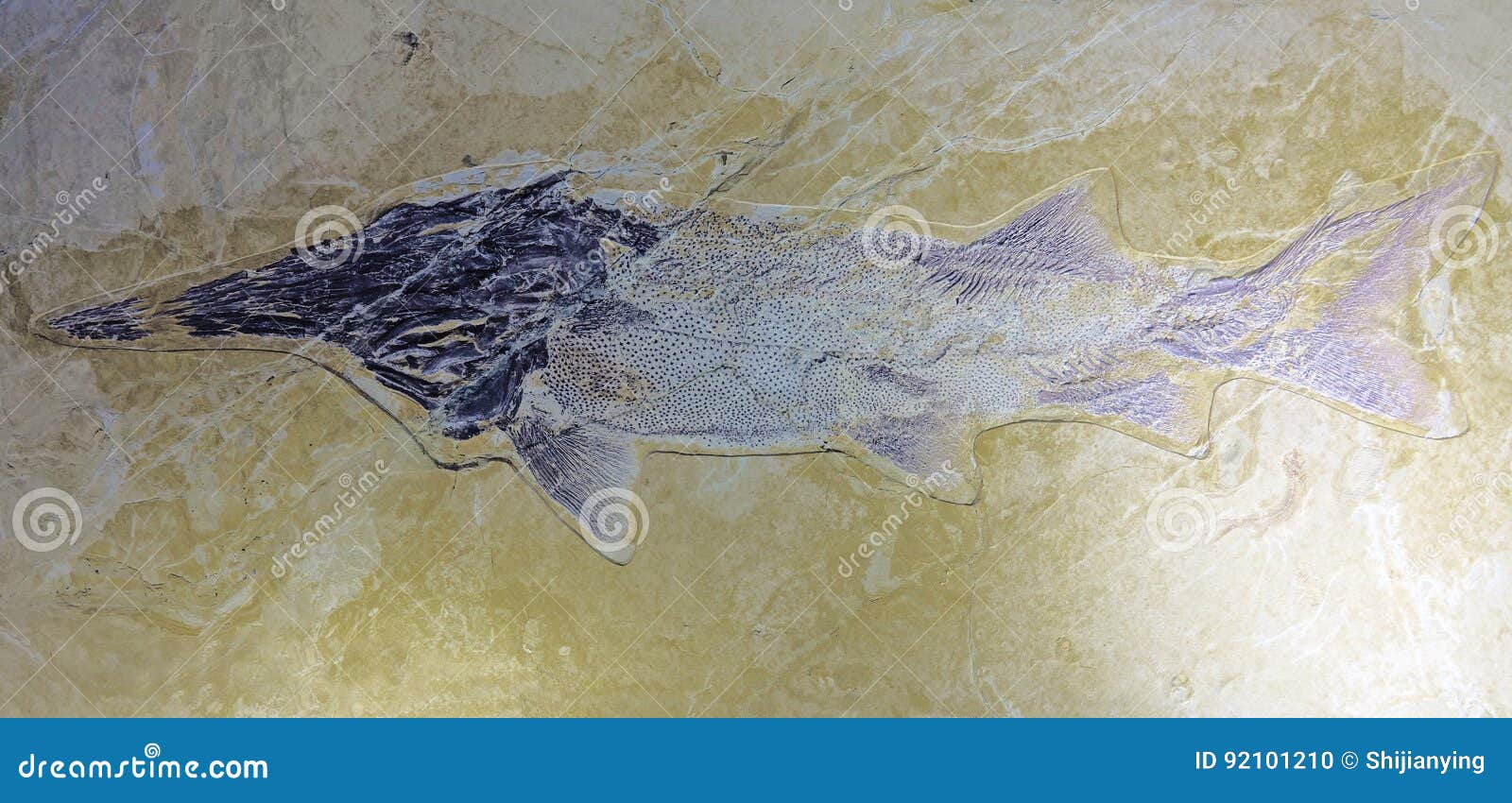 Fish fossil editorial image. Image of remote, closeup - 92101210