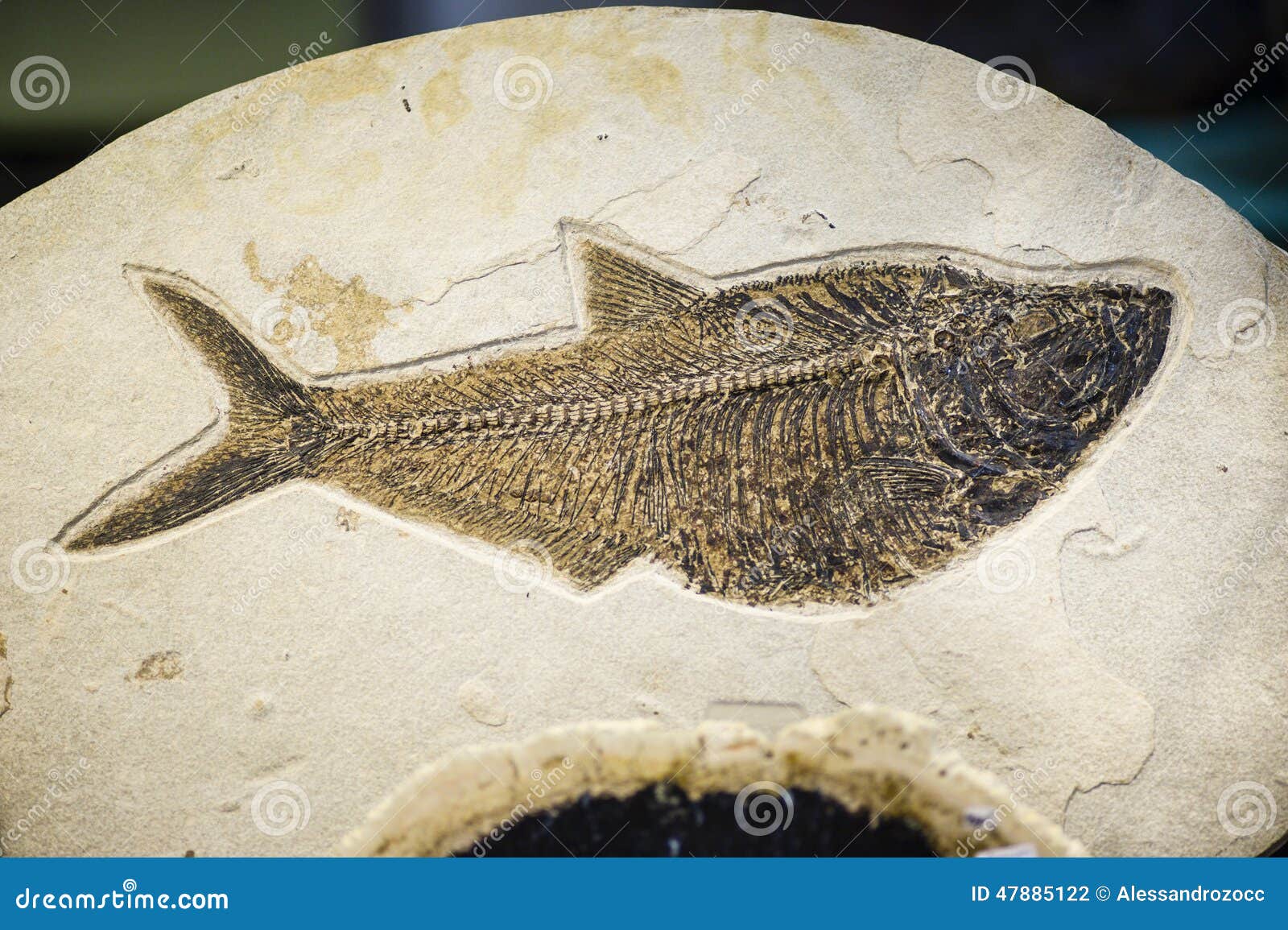 Dig Up Fossil. Extinct Prehistoric Animals Stock Photography ...