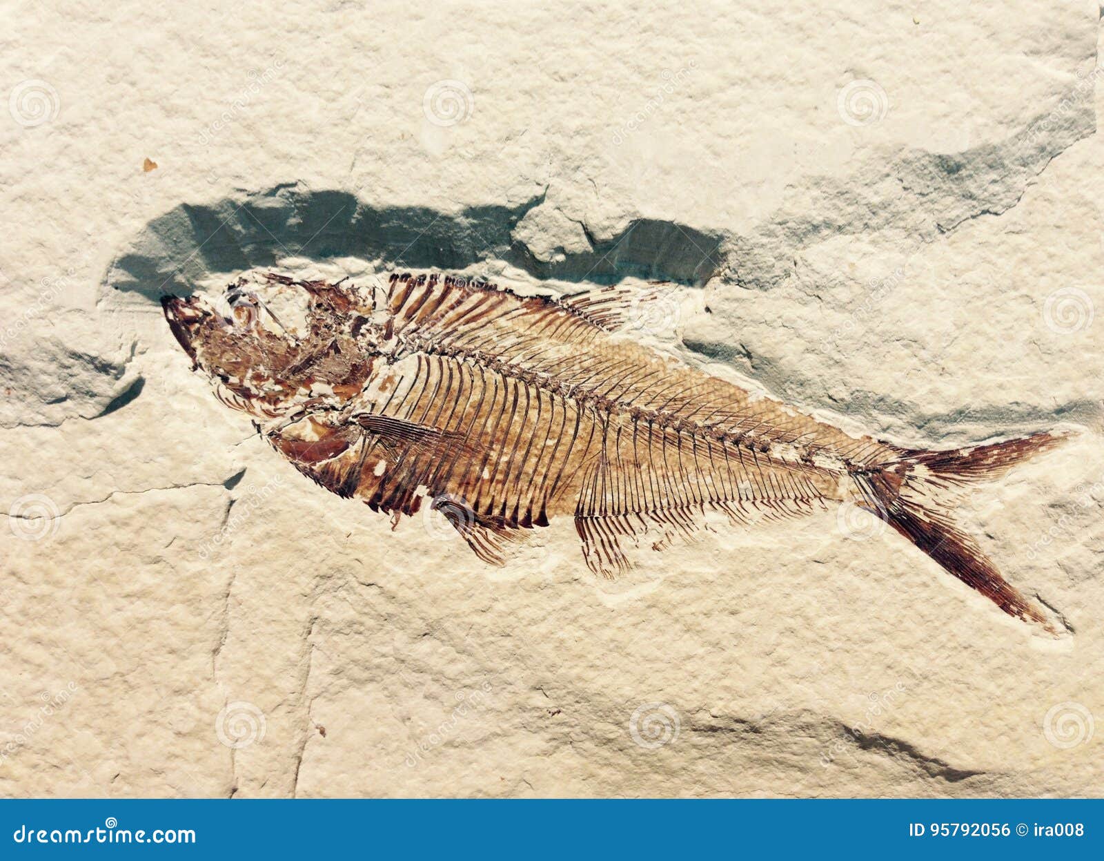 Fossil Wall Texture Background Stock Photo | CartoonDealer.com #66389538