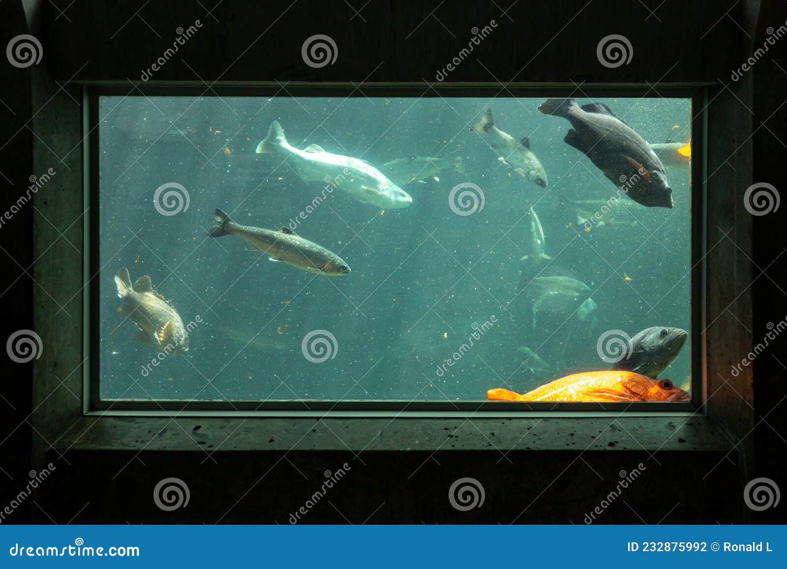 Fish in a Frame in Seattle Aquarium Stock Photo - Image of frost, blend ...