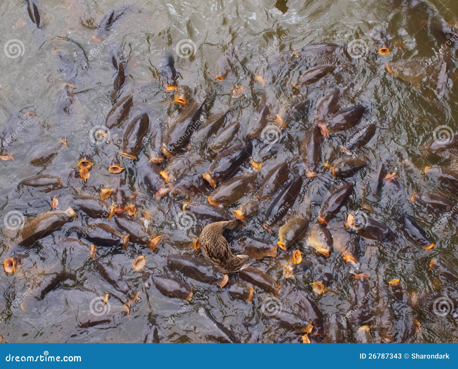 Fish frenzy stock image. Image of feeding, pond, water - 26787343