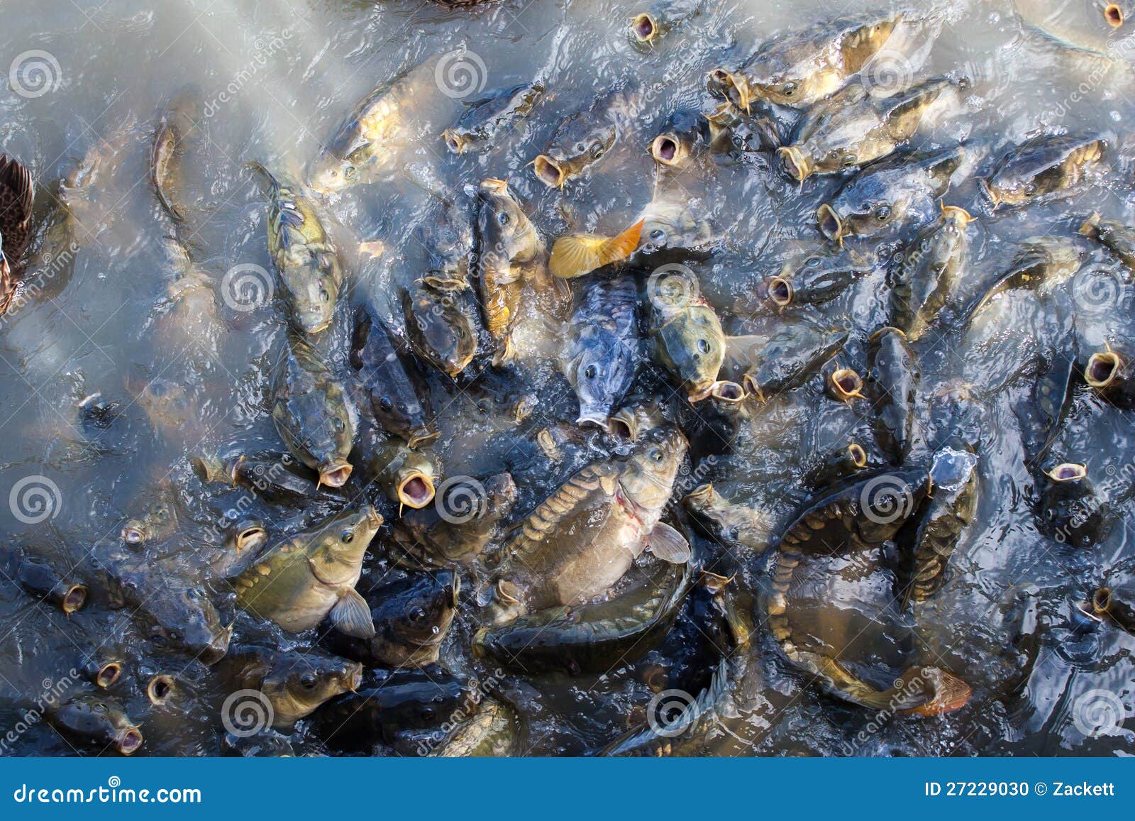 Fish Frenzy stock photo. Image of fish, marine, river - 27229030