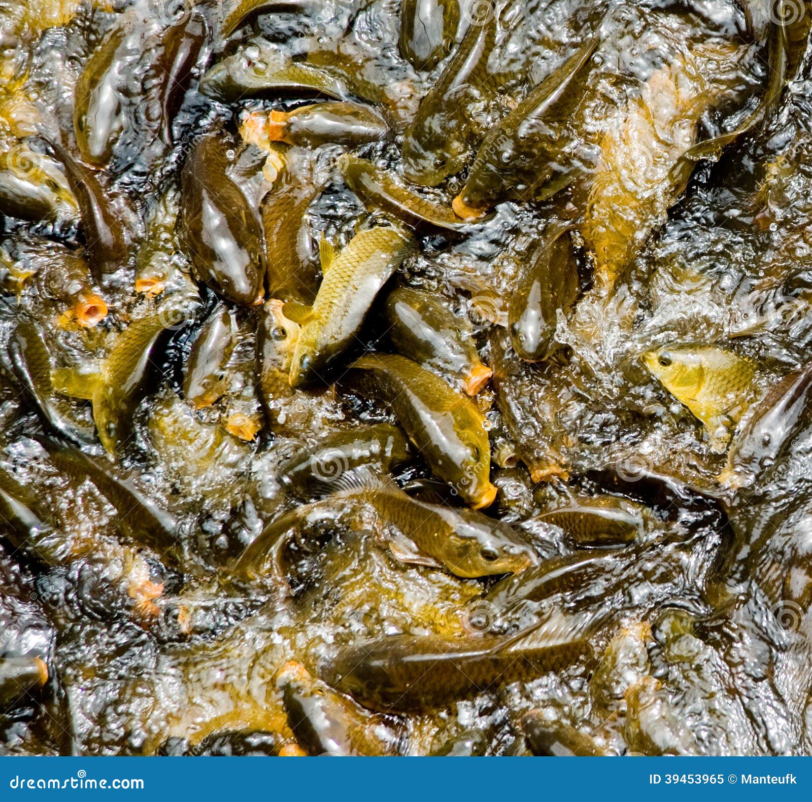 Fish Frenzy stock image. Image of water, pond, fish, school - 39453965