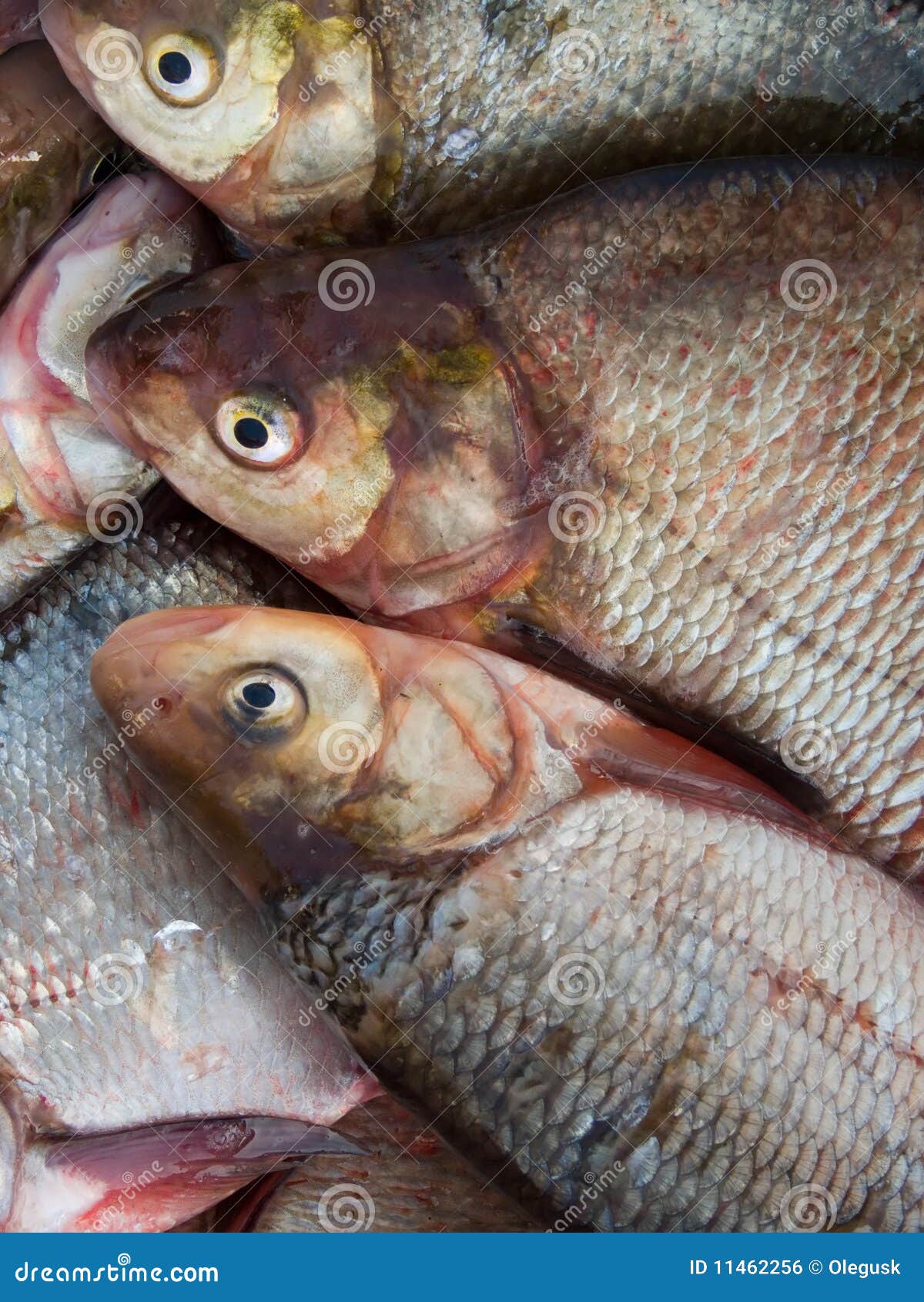 Fish fresh stock photo. Image of tail, meal, fresh, fishery - 11462256
