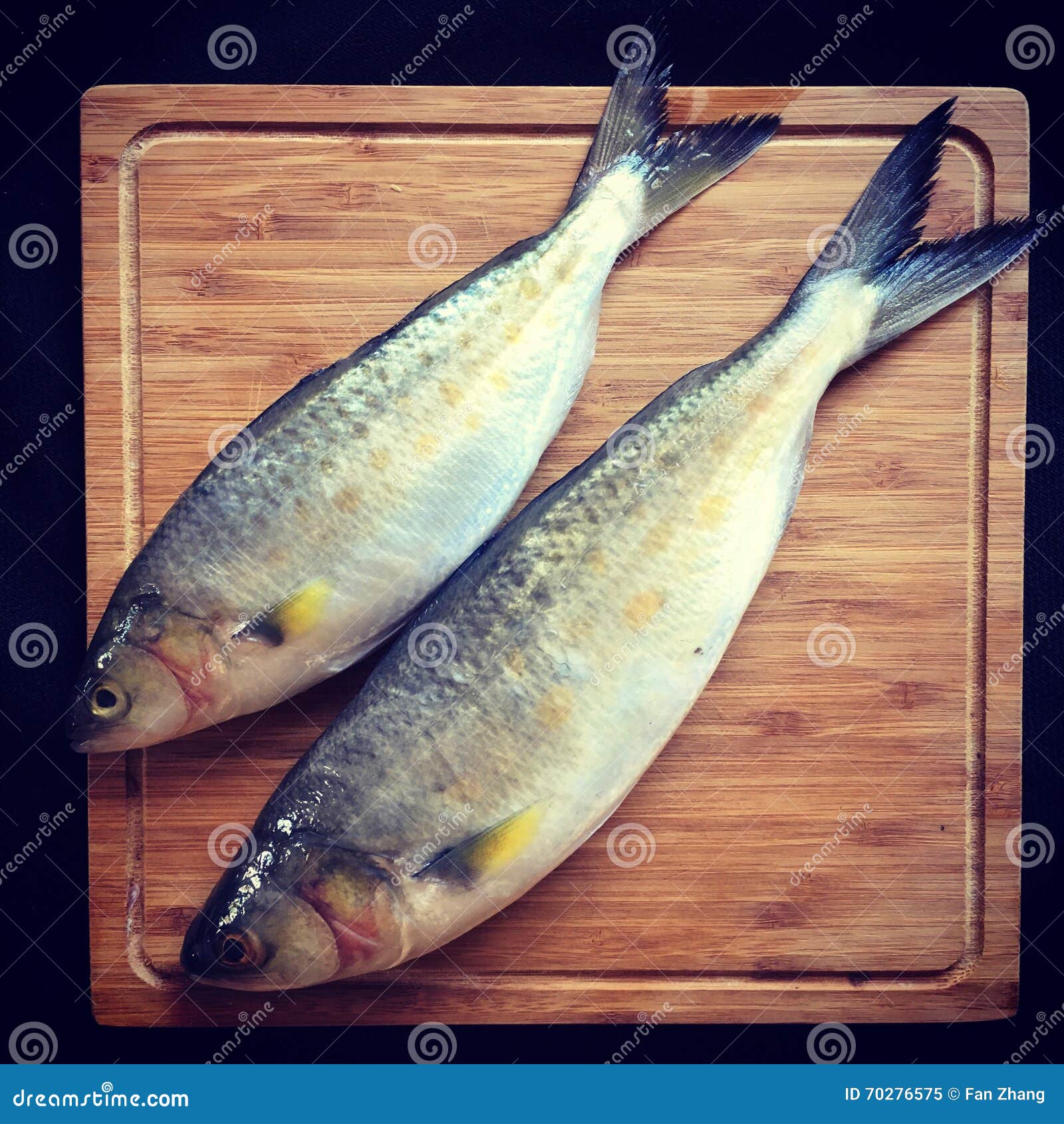 Fish stock image. Image of fish, australian, salmon, ready - 70276575