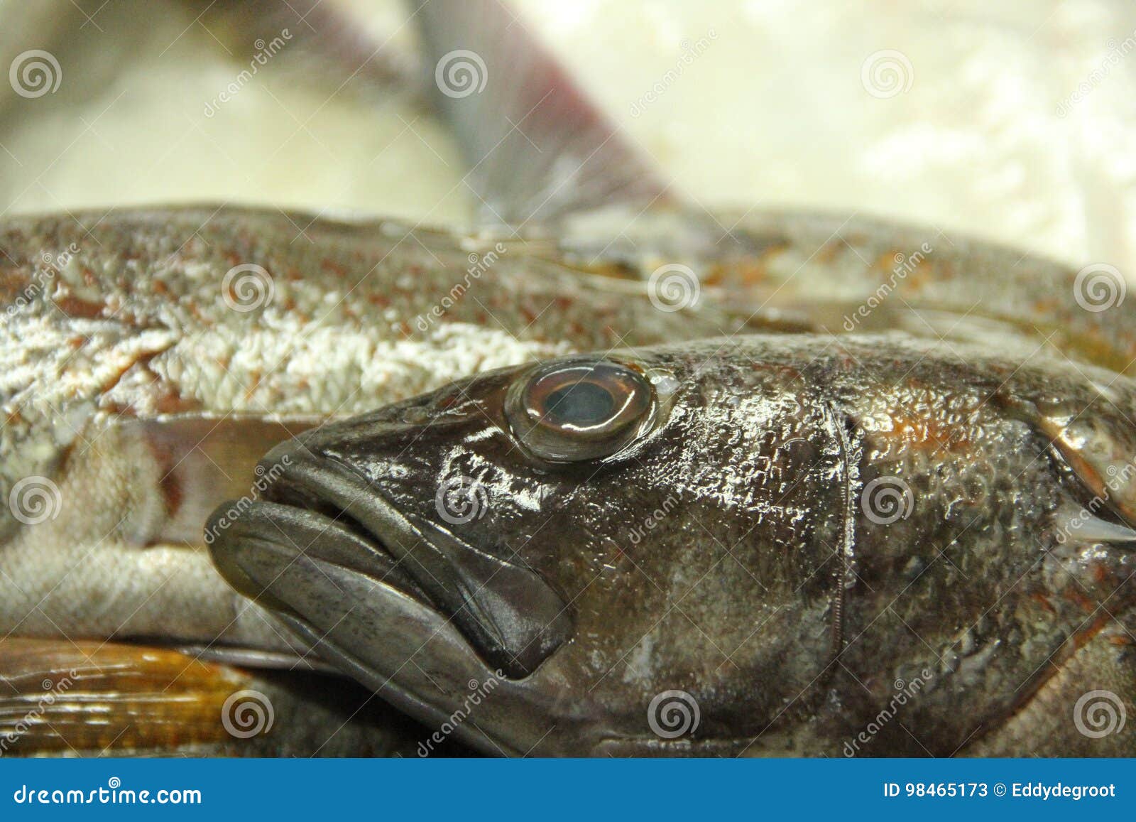 Fish stock image. Image of destination, food, holiday - 98465173