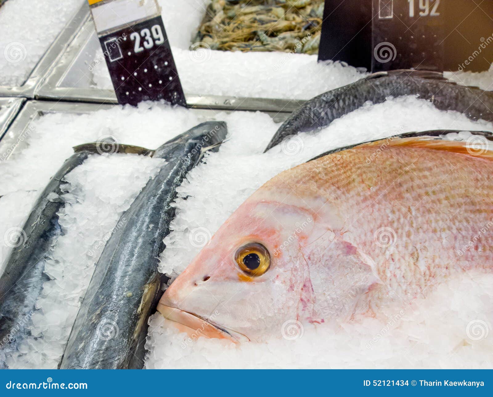 Fish stock photo. Image of fishing, closeup, frozen, dorade - 52121434