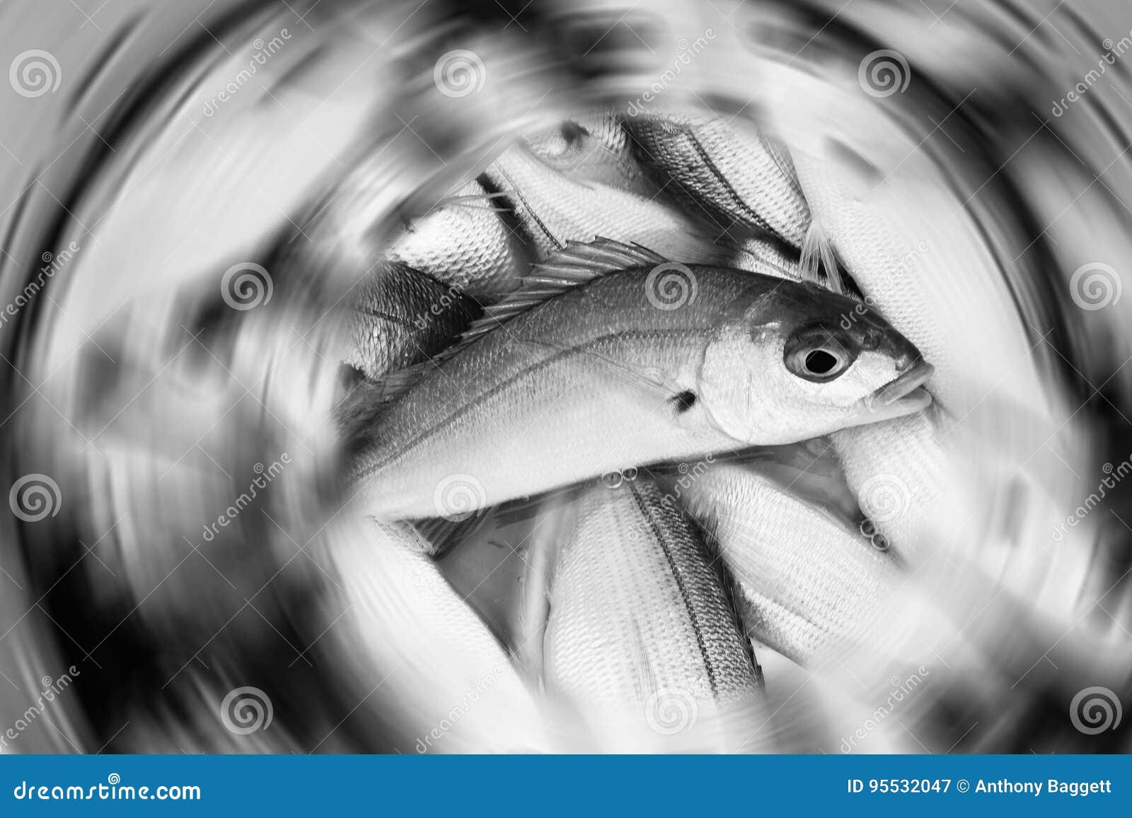 Fish Fresh Recently Caught in a Bucket with a Radial Blur Stock Image ...