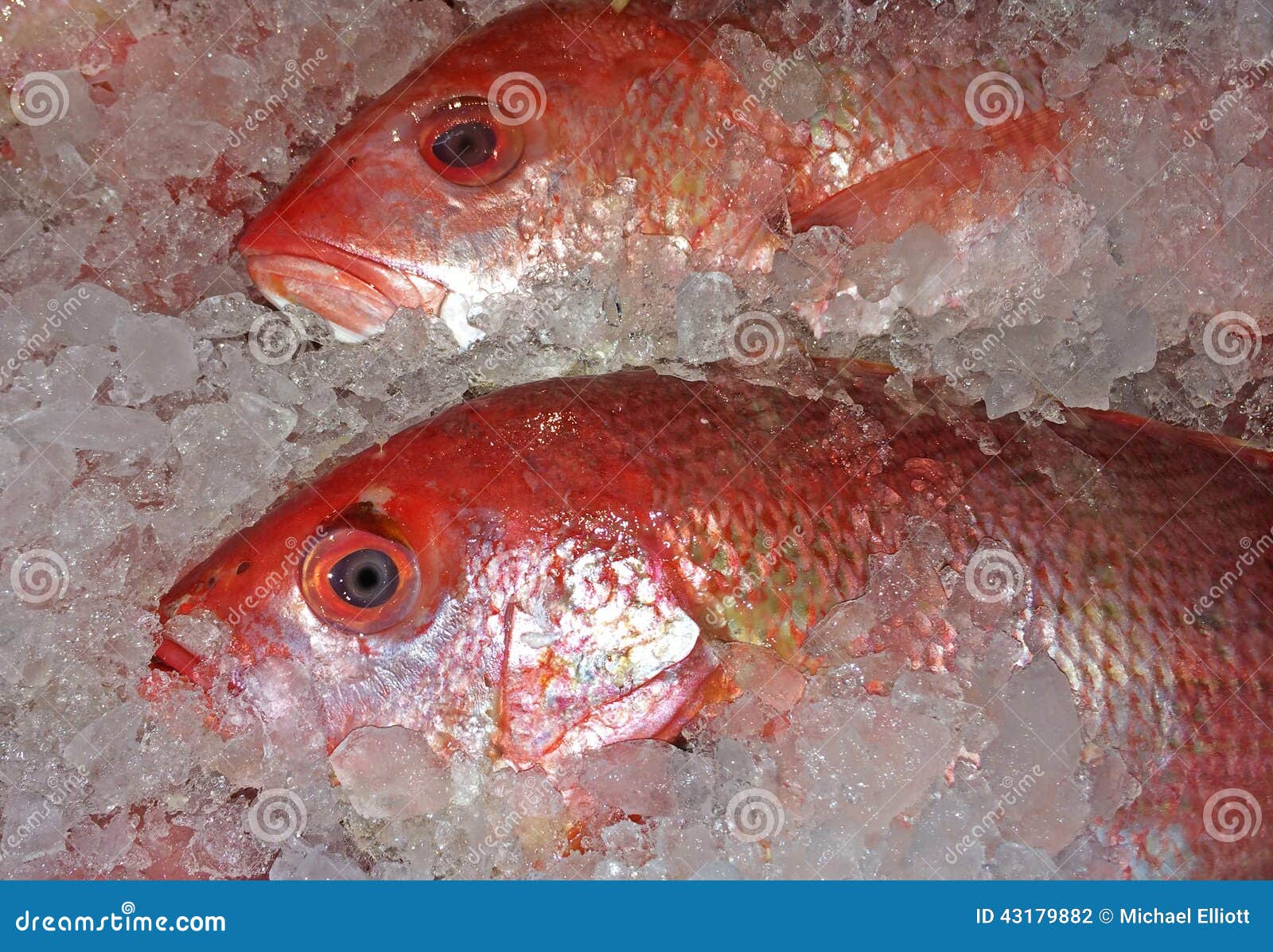 Fish stock photo. Image of health, cook, dead, mercury - 43179882