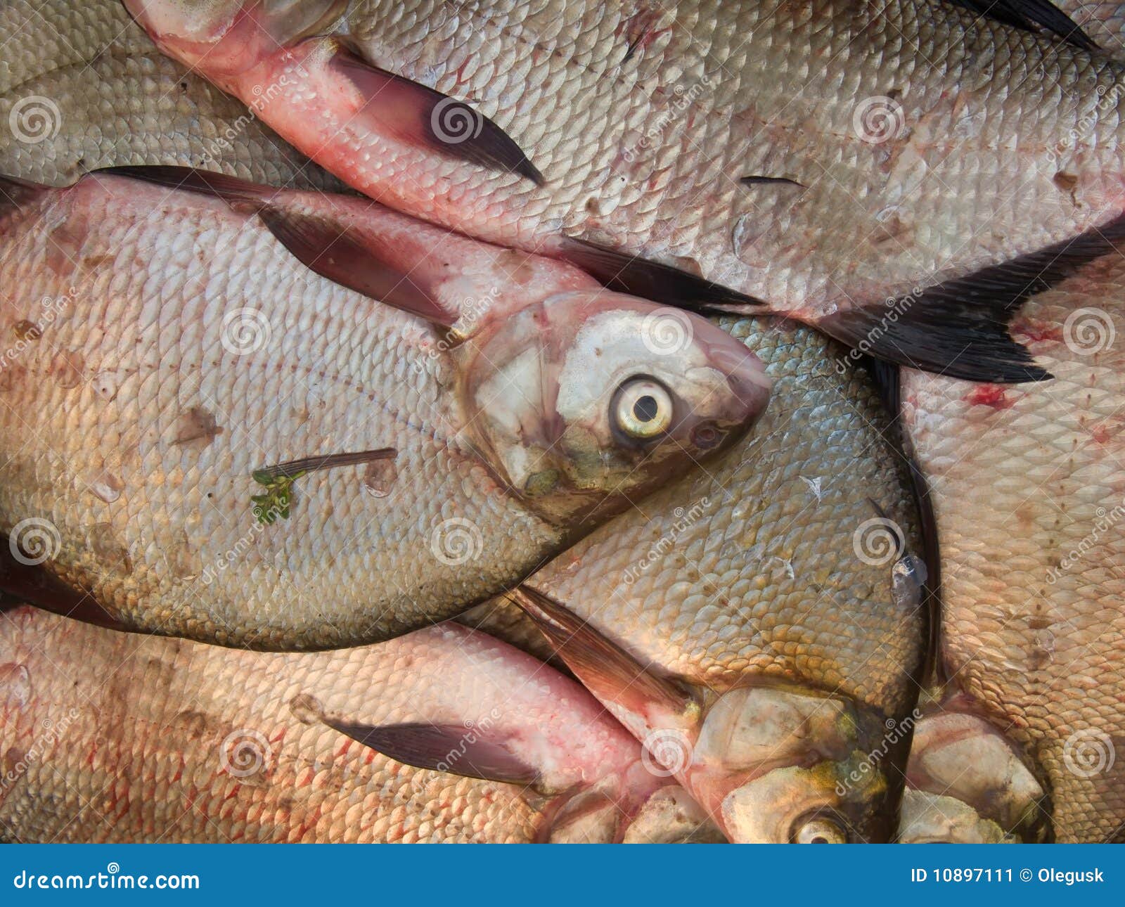 Fish fresh river stock image. Image of fauna, carp, fresh - 10897111