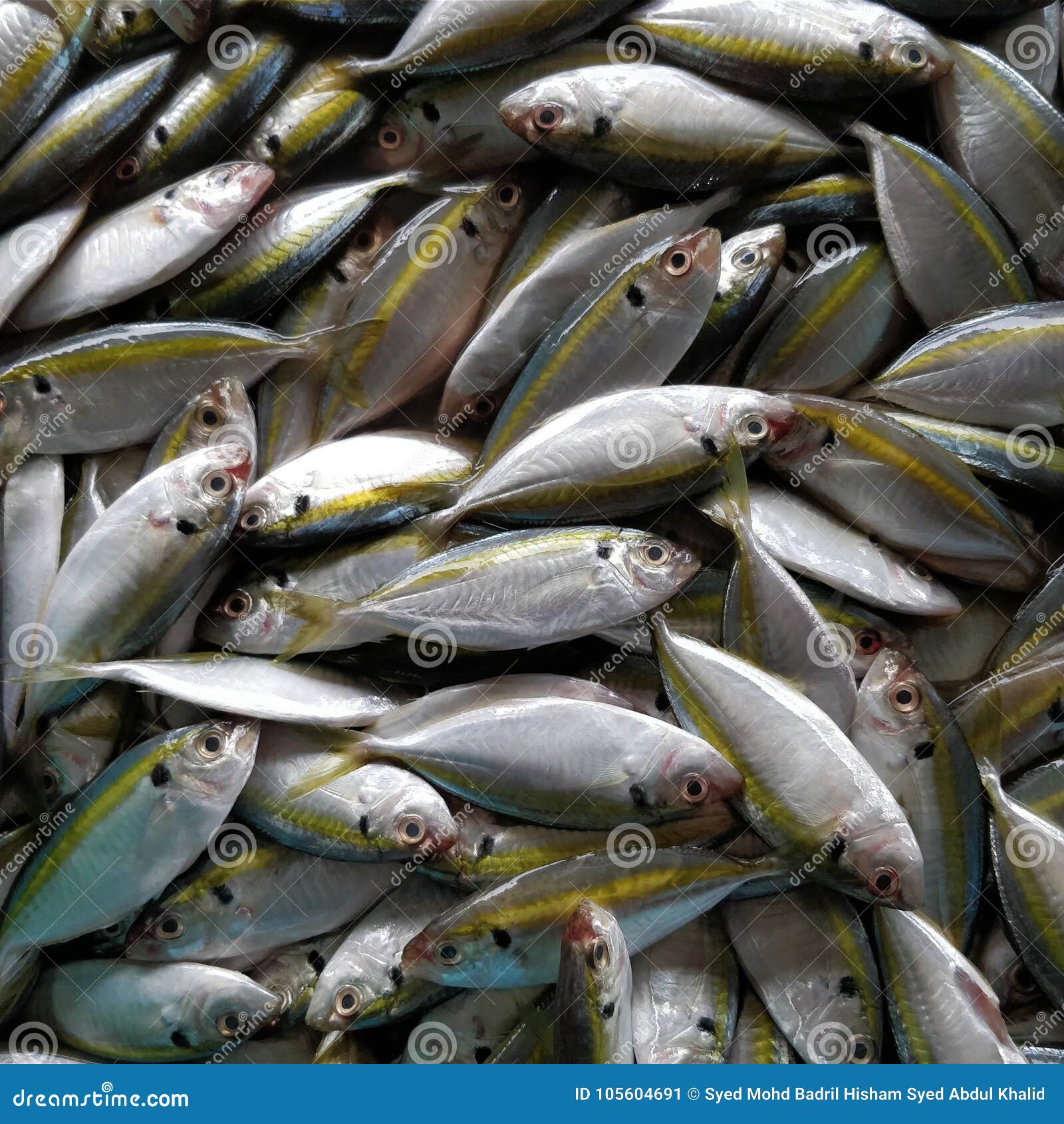 Fish stock image. Image of head, cook, squids, squid - 105604691