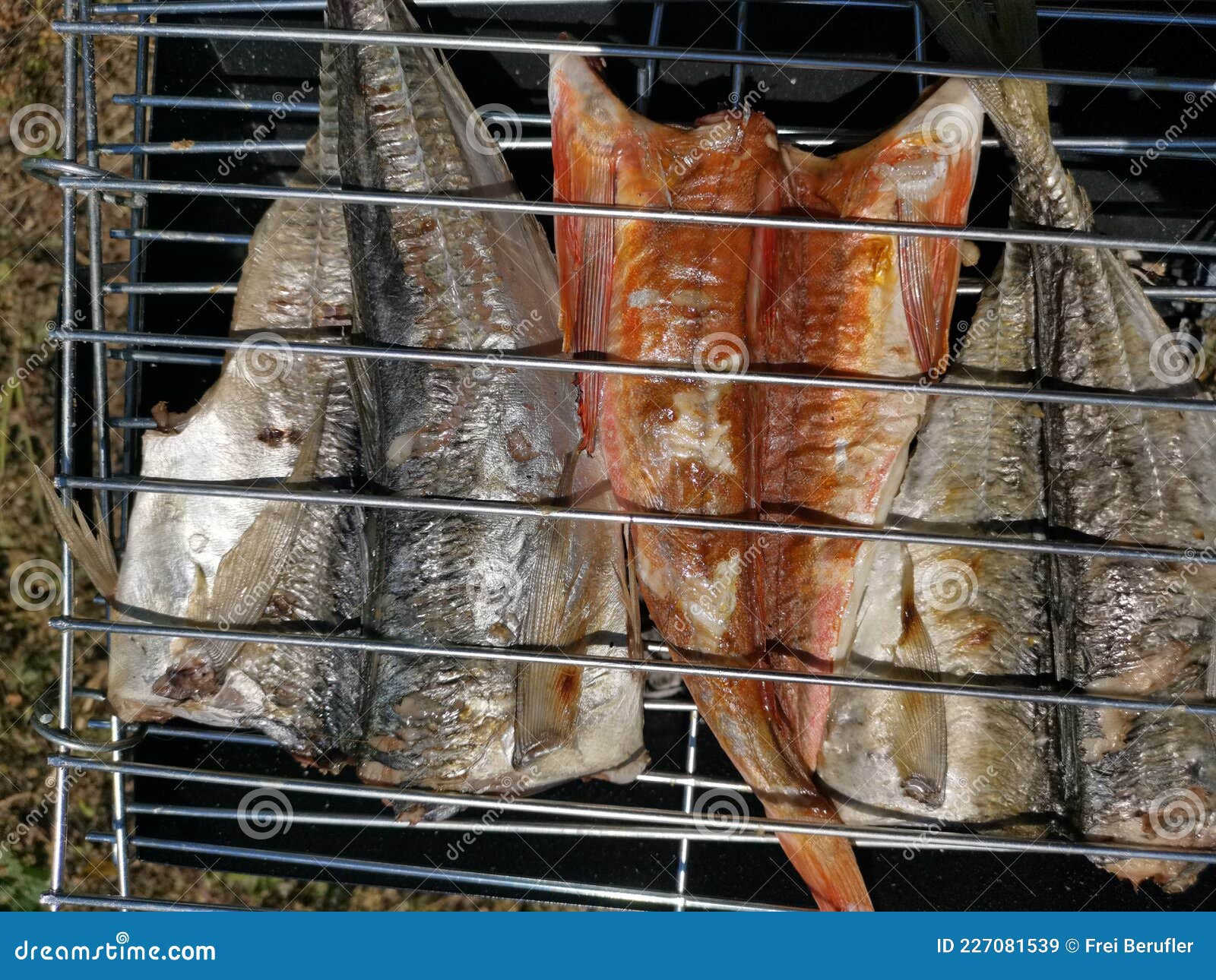 Fish from the Freshly Caught are almost Alive Stock Image - Image of ...