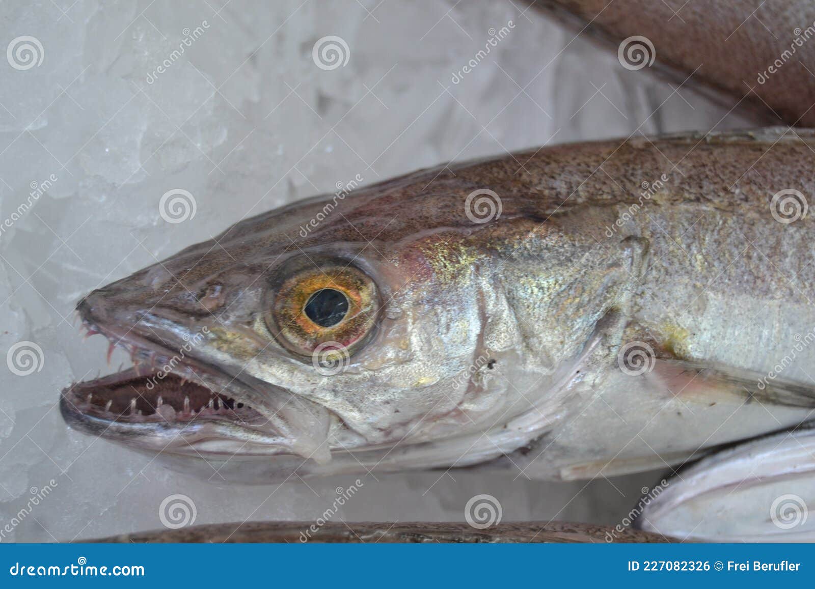 Fish from the Freshly Caught are almost Alive Stock Photo - Image of ...