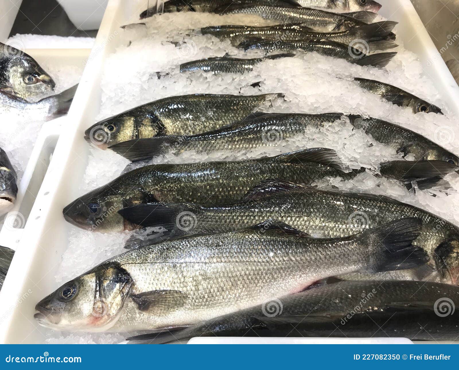 Fish from the Freshly Caught are almost Alive Stock Photo - Image of ...