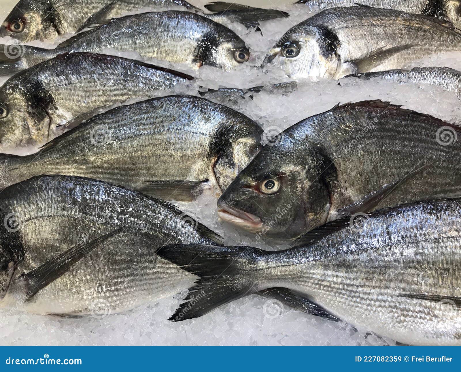 Fish from the Freshly Caught are almost Alive Stock Image - Image of ...