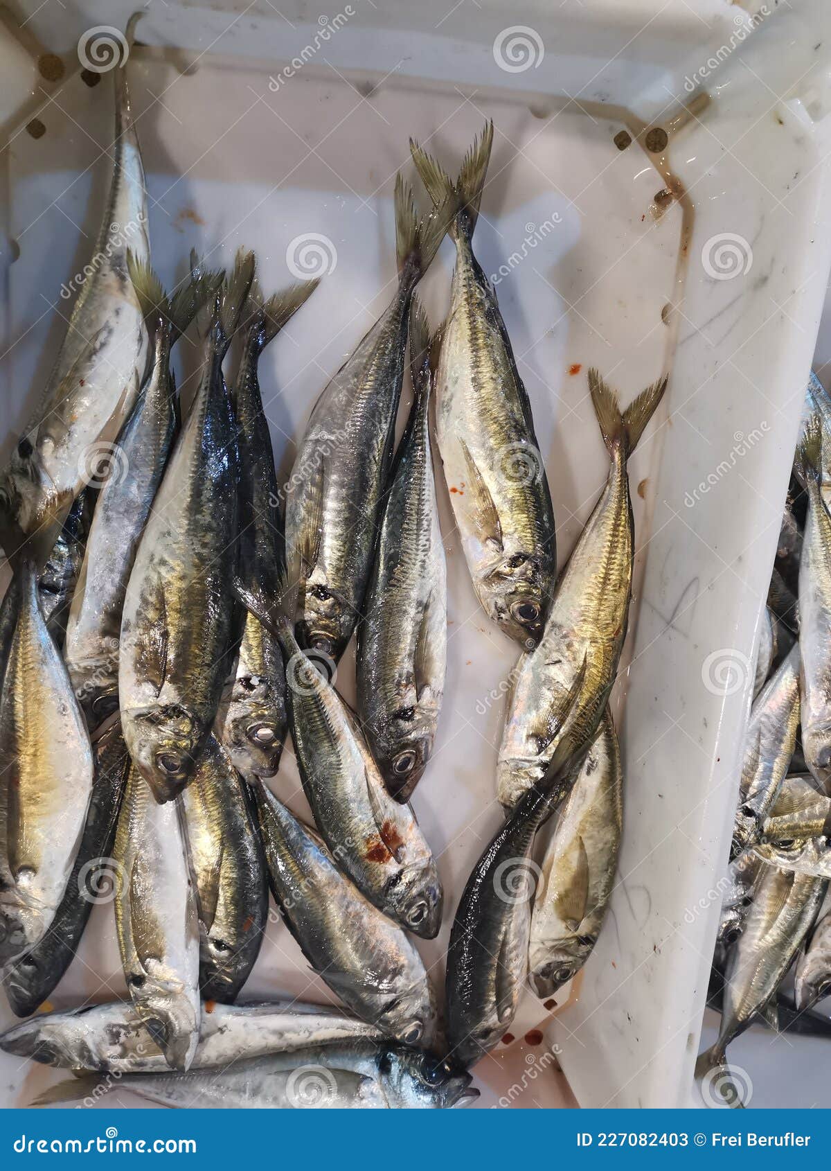 Fish from the Freshly Caught are almost Alive Stock Image - Image of ...