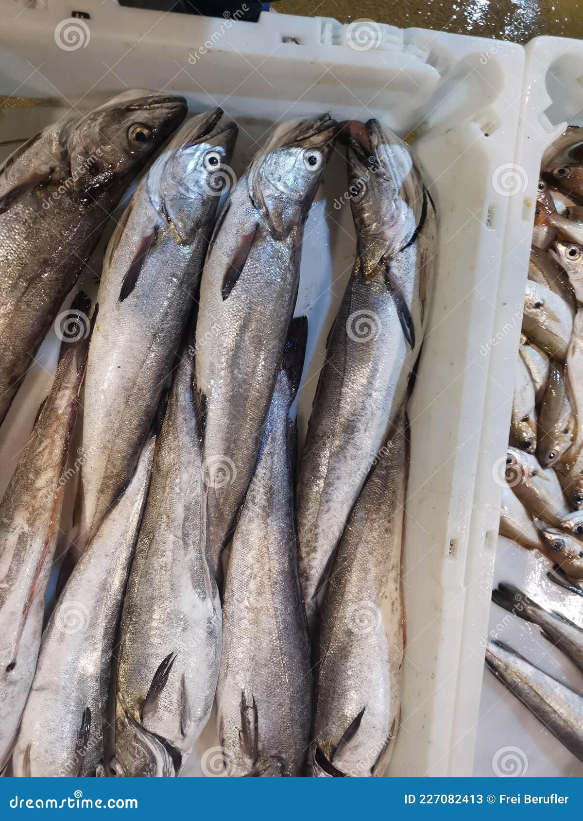 Fish from the Freshly Caught are almost Alive Stock Image - Image of ...