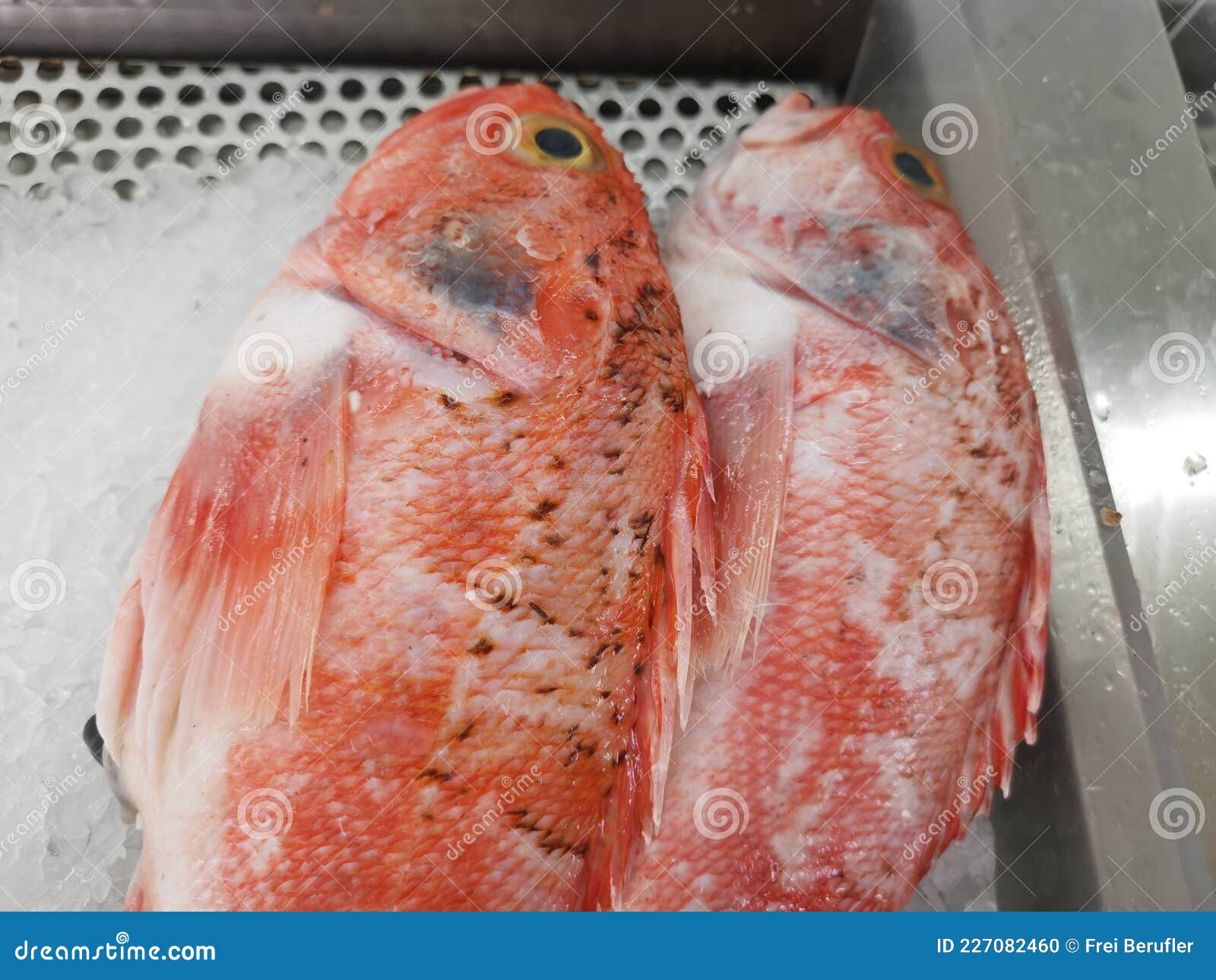 Fish from the Freshly Caught are almost Alive Stock Photo - Image of ...