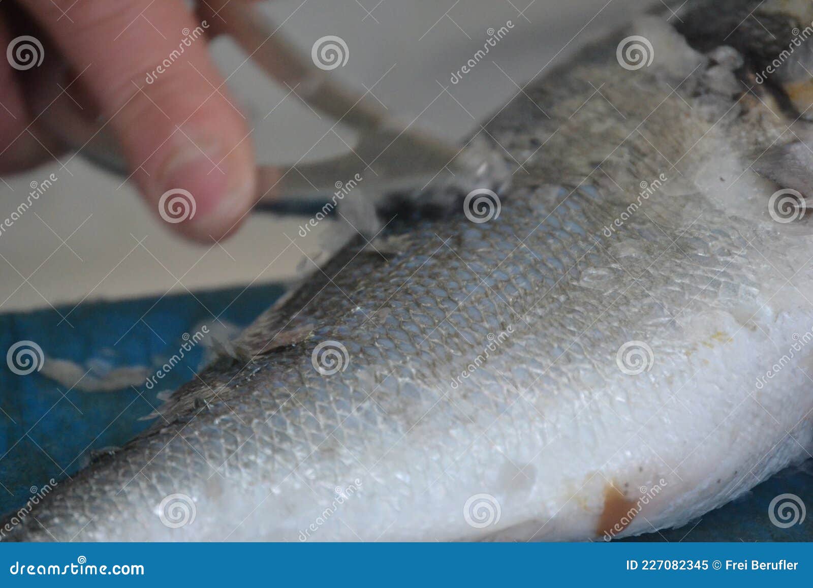 Fish from the Freshly Caught are almost Alive Stock Image - Image of ...