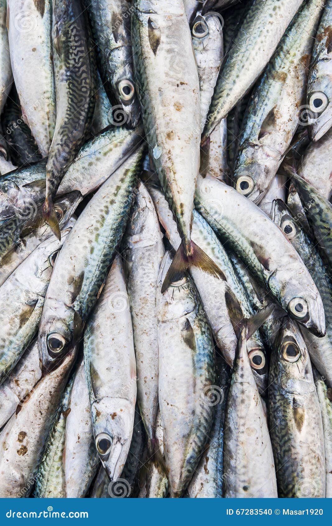 Fish stock photo. Image of africa, essaouira, boat, port - 67283540