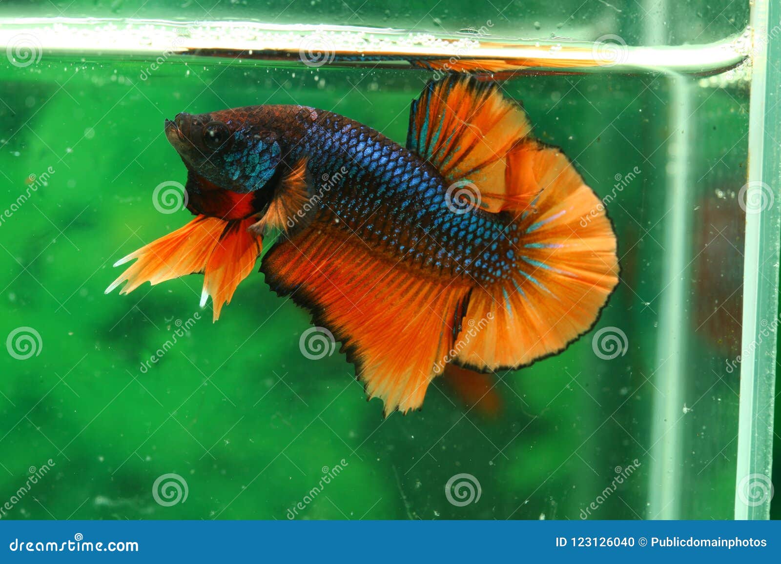 Fish, Freshwater Aquarium, Orange, Organism Picture. Image: 123126040