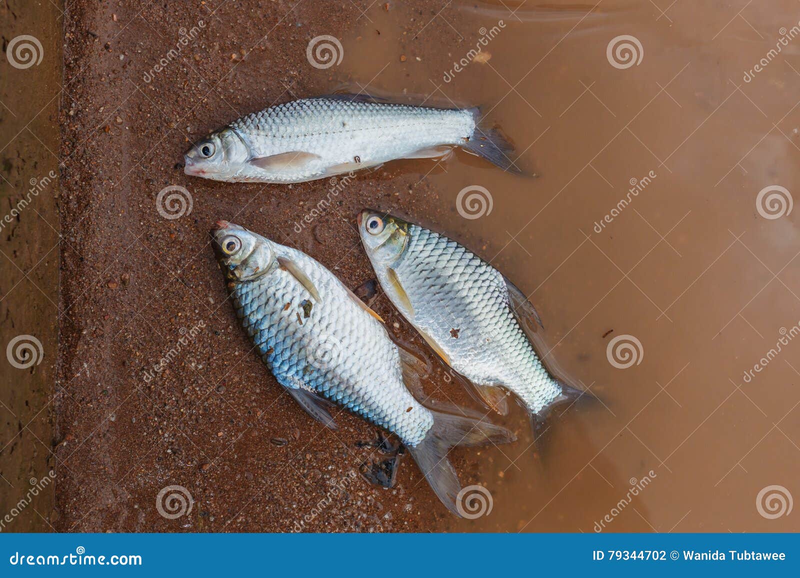 The Fish,Freshwater Fish,Java Barb, Silver Barb. Stock Photo - Image of ...