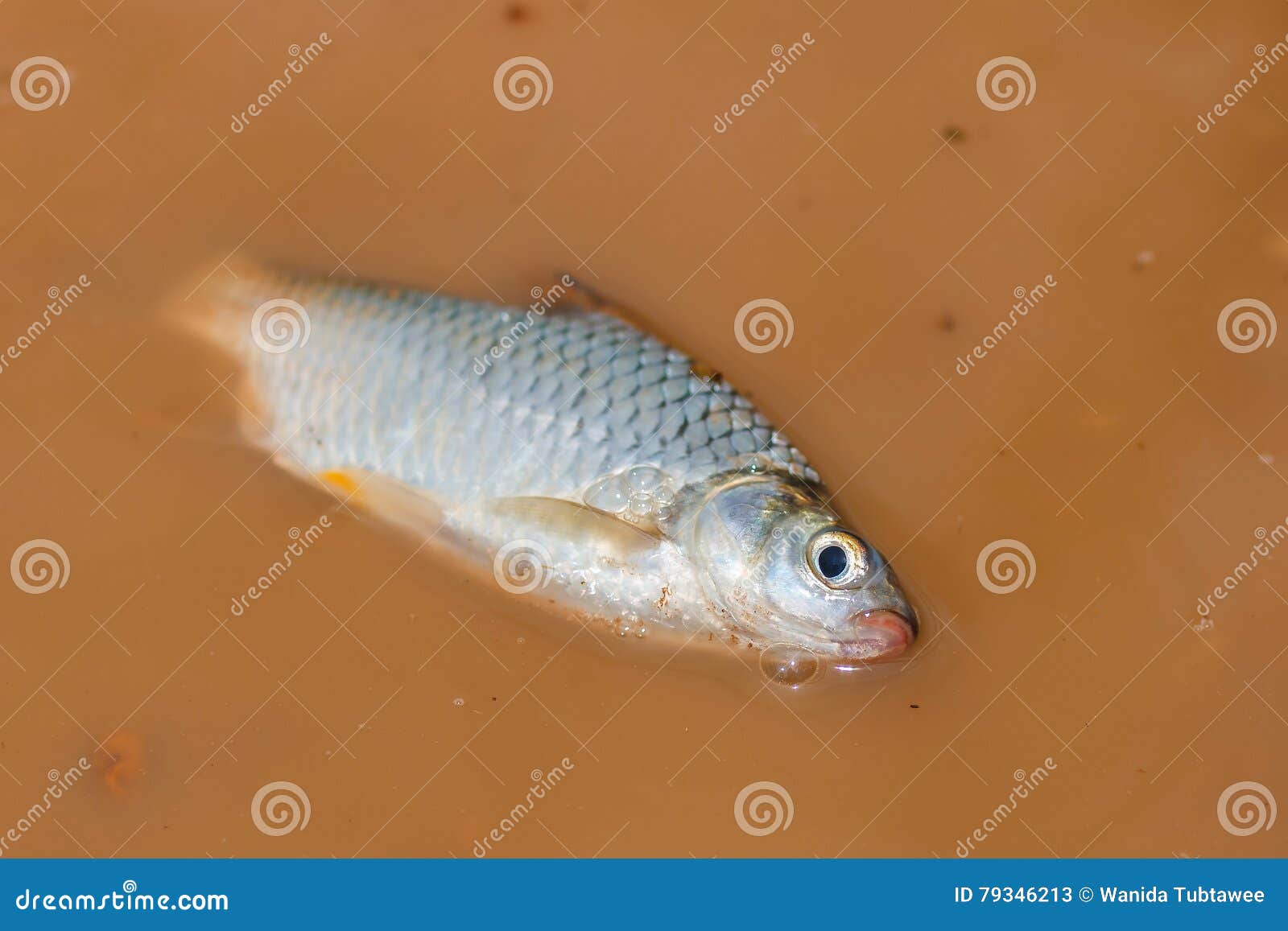 The Fish,Freshwater Fish,Java Barb, Silver Barb. Stock Image - Image of ...