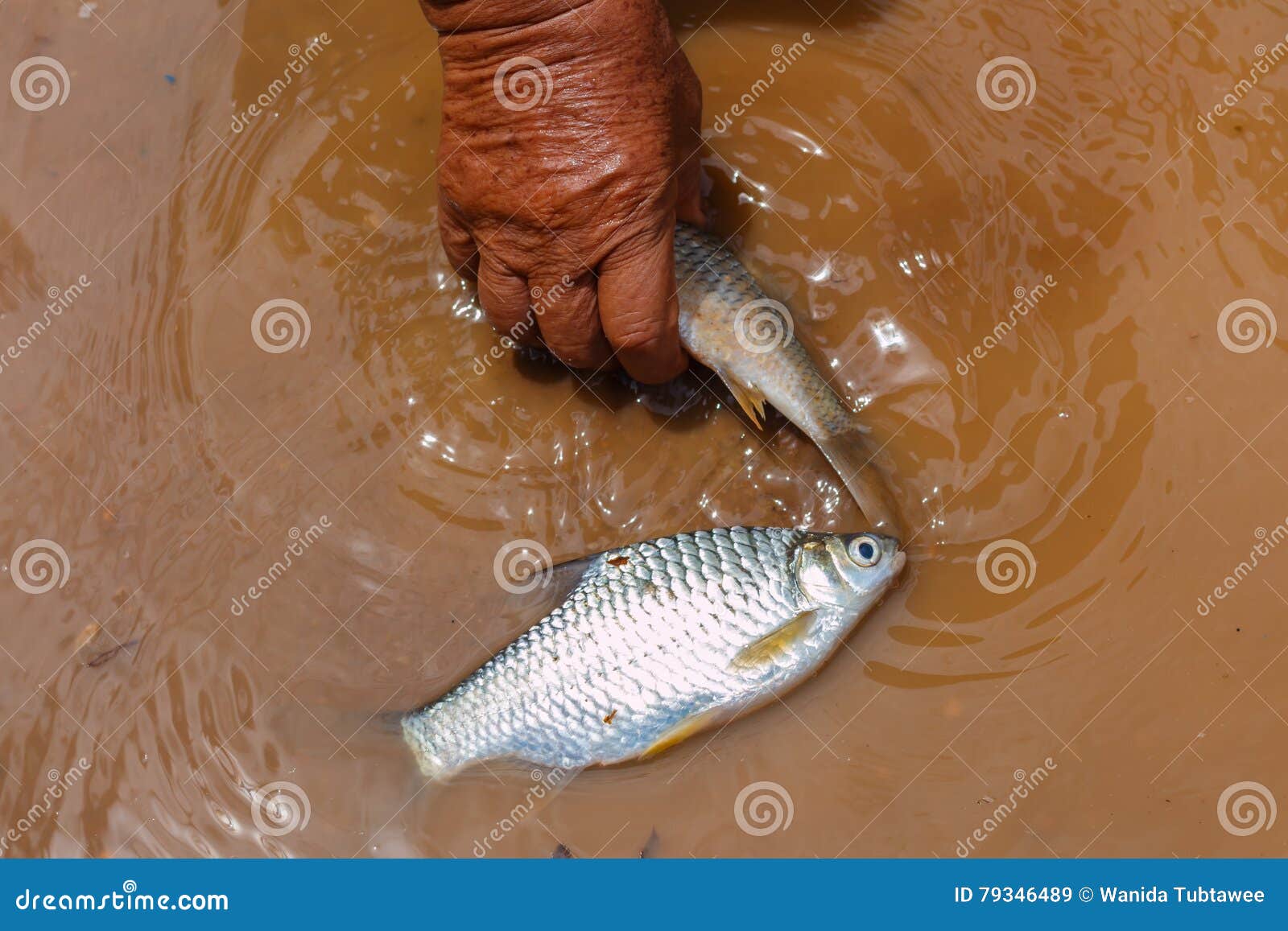 The Fish,Freshwater Fish,Java Barb, Silver Barb. Stock Image - Image of ...