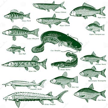 Fish freshwater vector 1 stock vector. Illustration of vector - 10265207